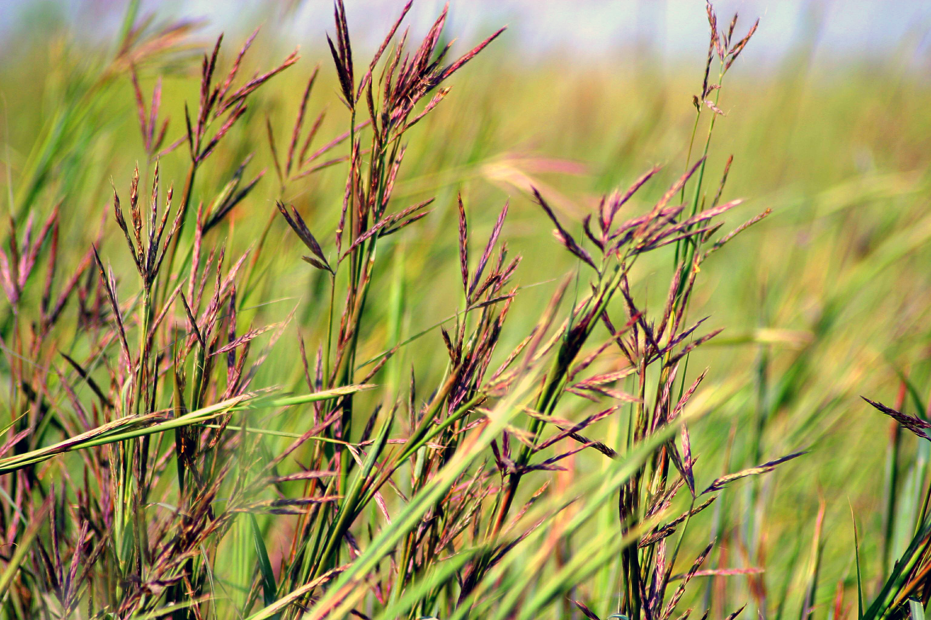 Andropogon Gerardii Seed