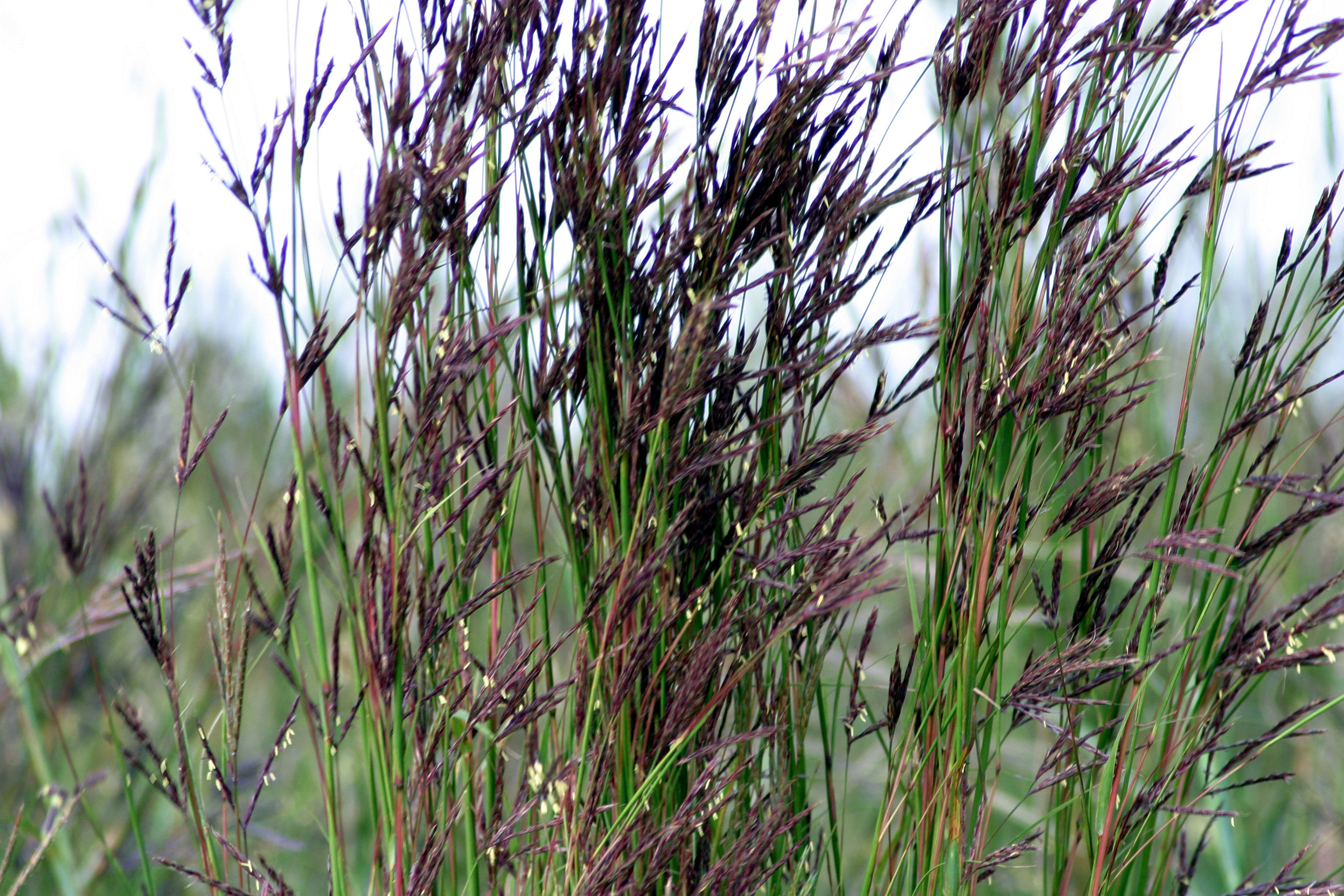 Ornamental Grasses Bluestem Big Bluestem Archives Dyck Arboretum