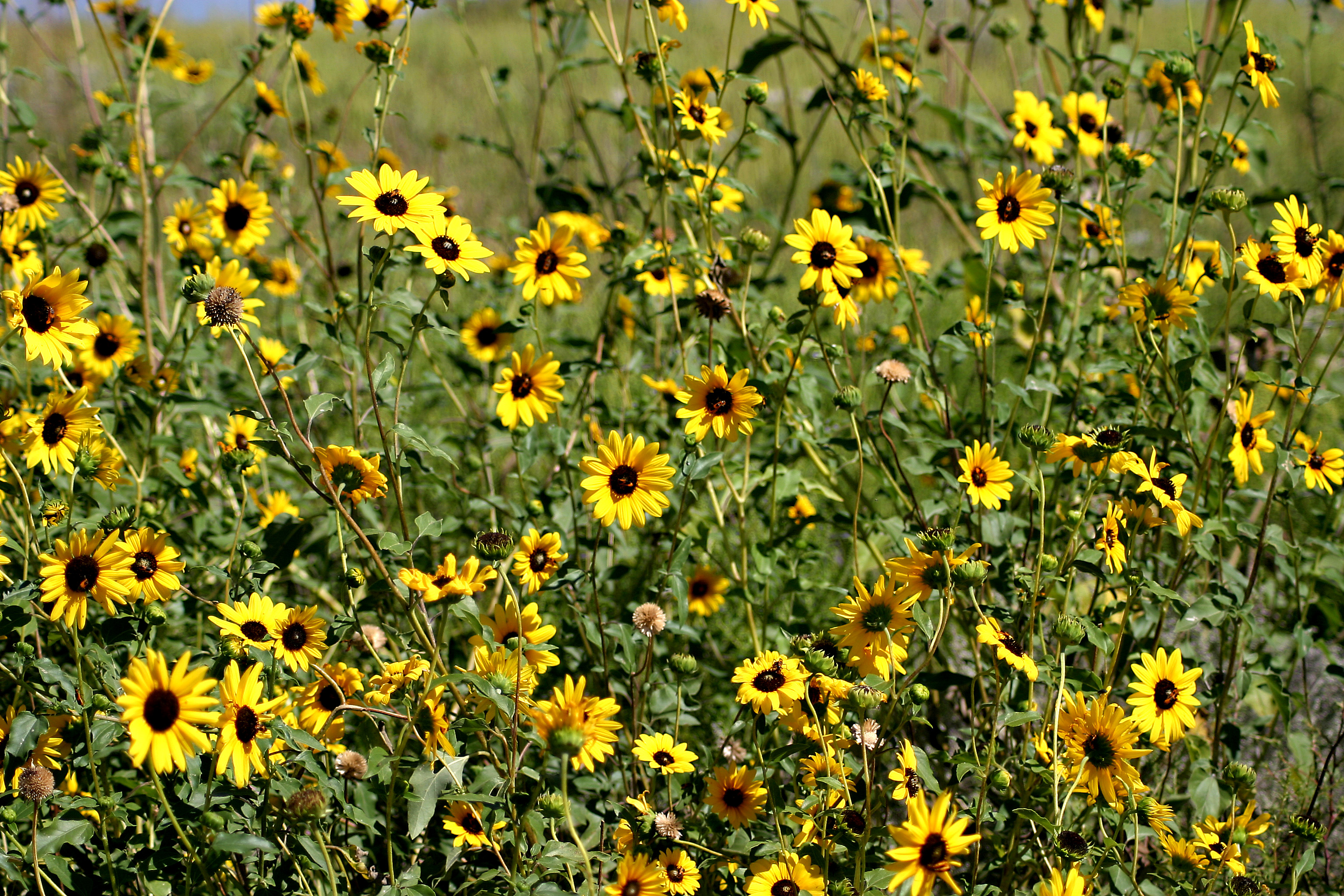 turnerseed: Native Sunflower - Native