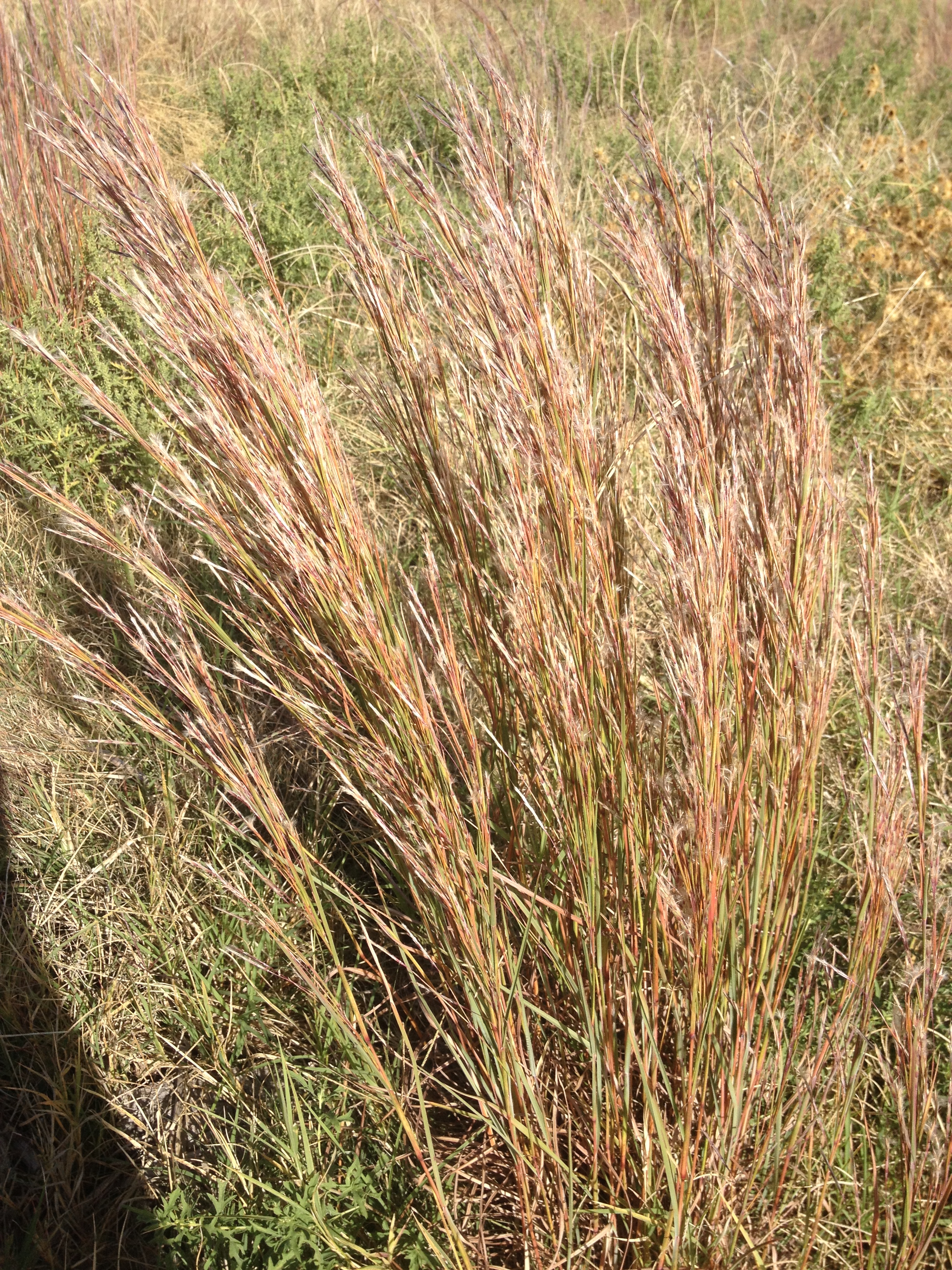 Native Texas Ornamental Grasses