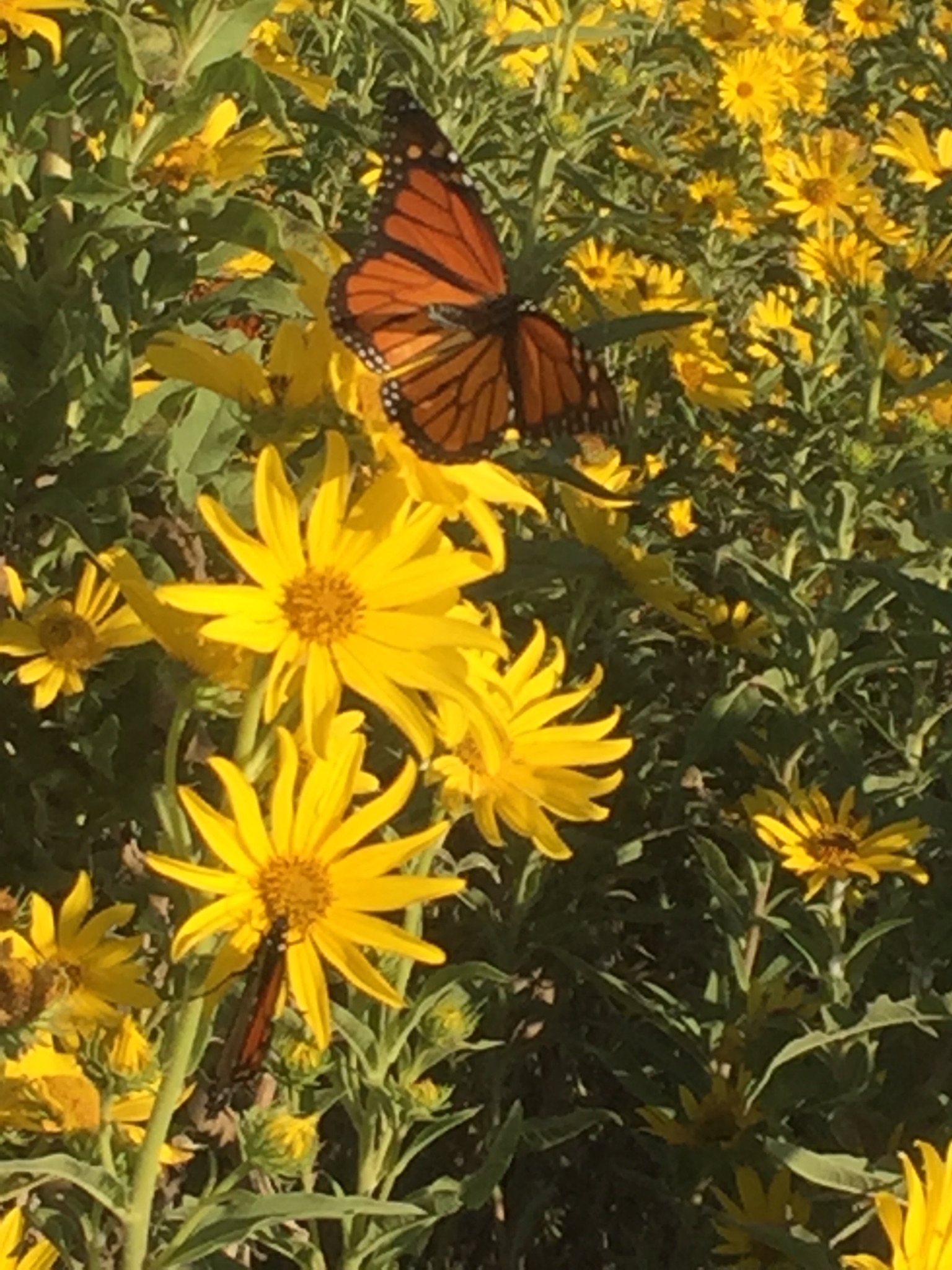 turnerseed: Maximilian Sunflower - Aztec