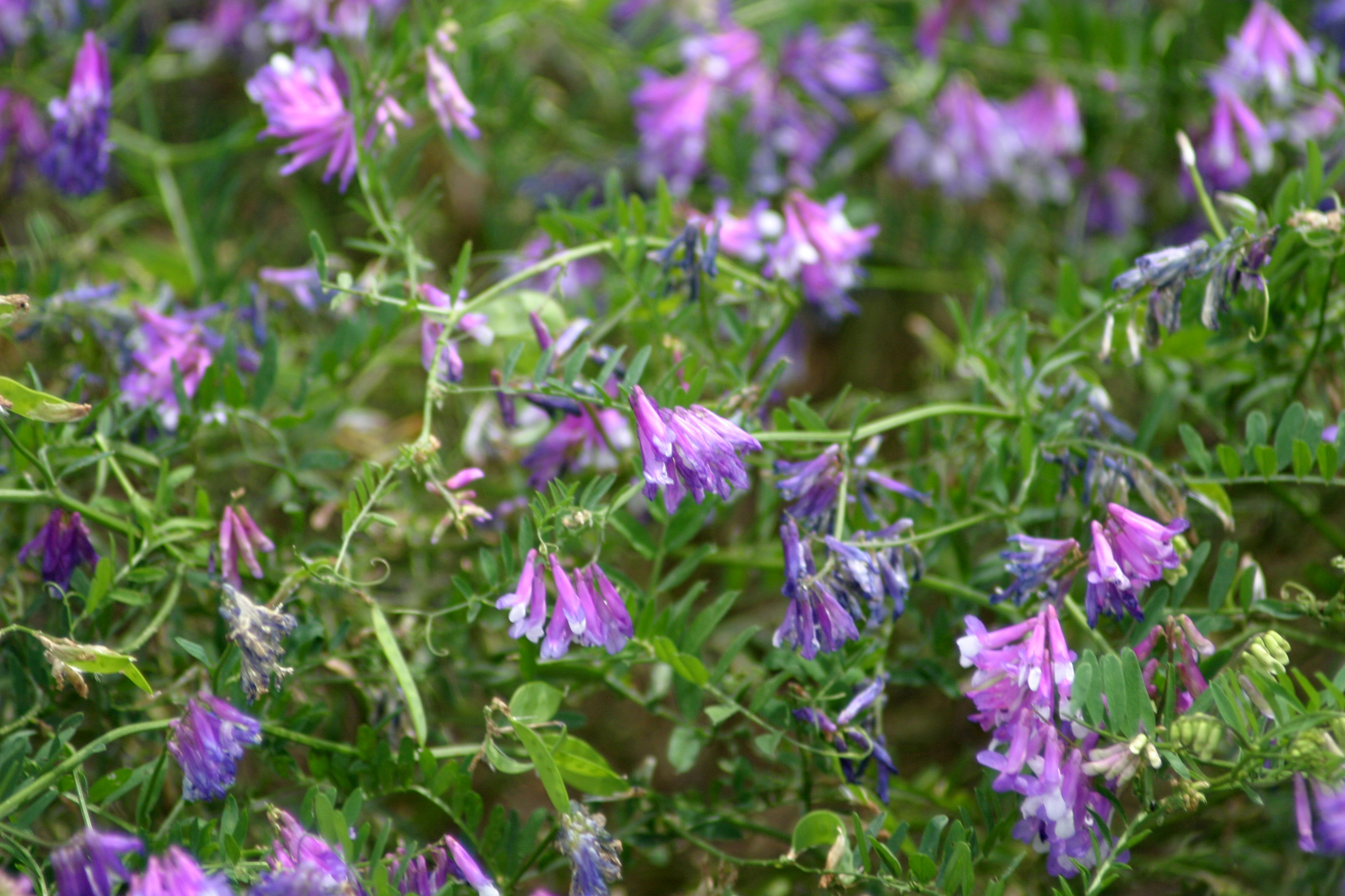 turnerseed: Hairy Vetch - VNS