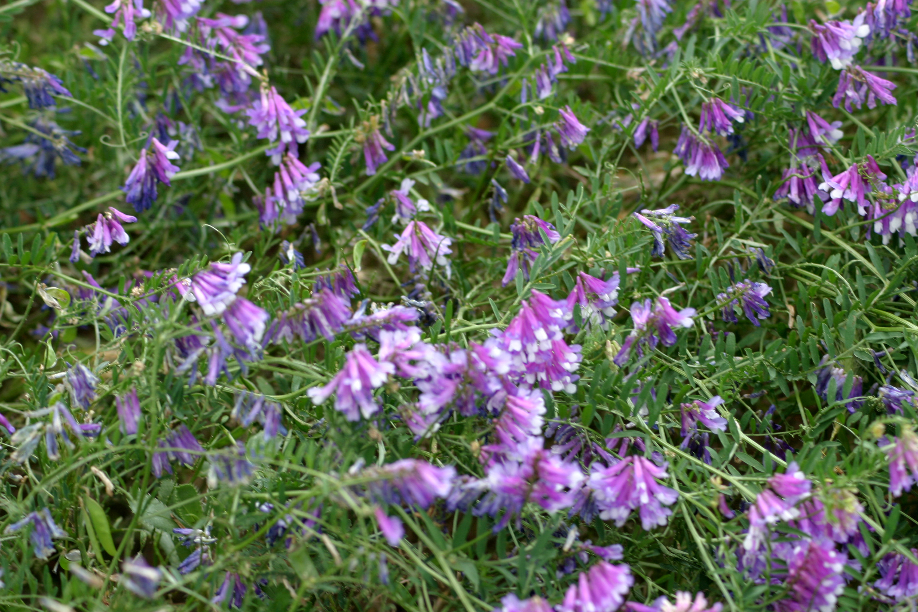 Turnerseed Hairy Vetch VNS Turnerseed Hairy Vetch VNS
