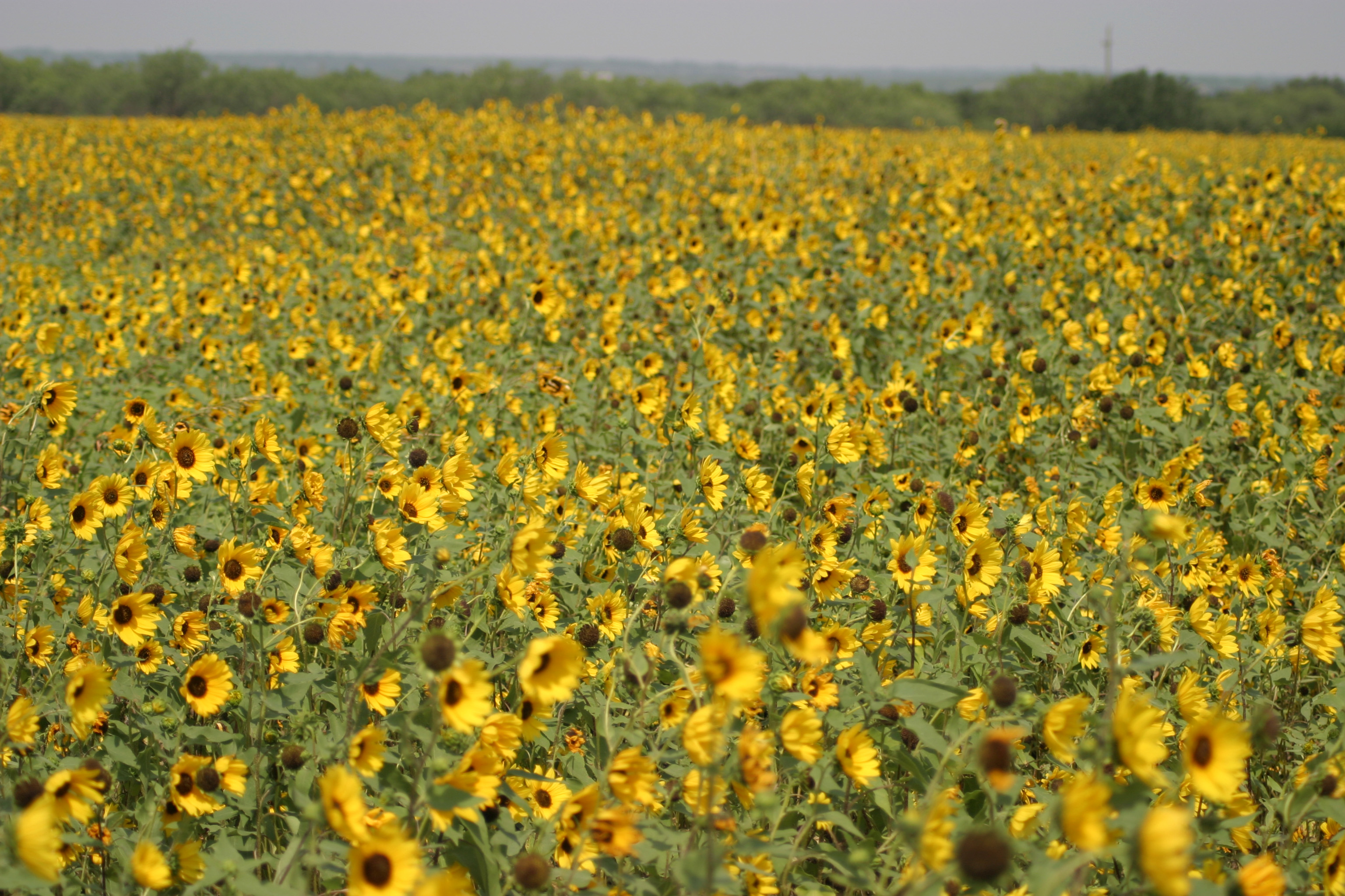 Native American Sunflower Perennials Perennial Sunflowers For The Home