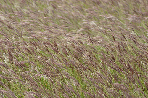 turnerseed: WW-Spar Bluestem