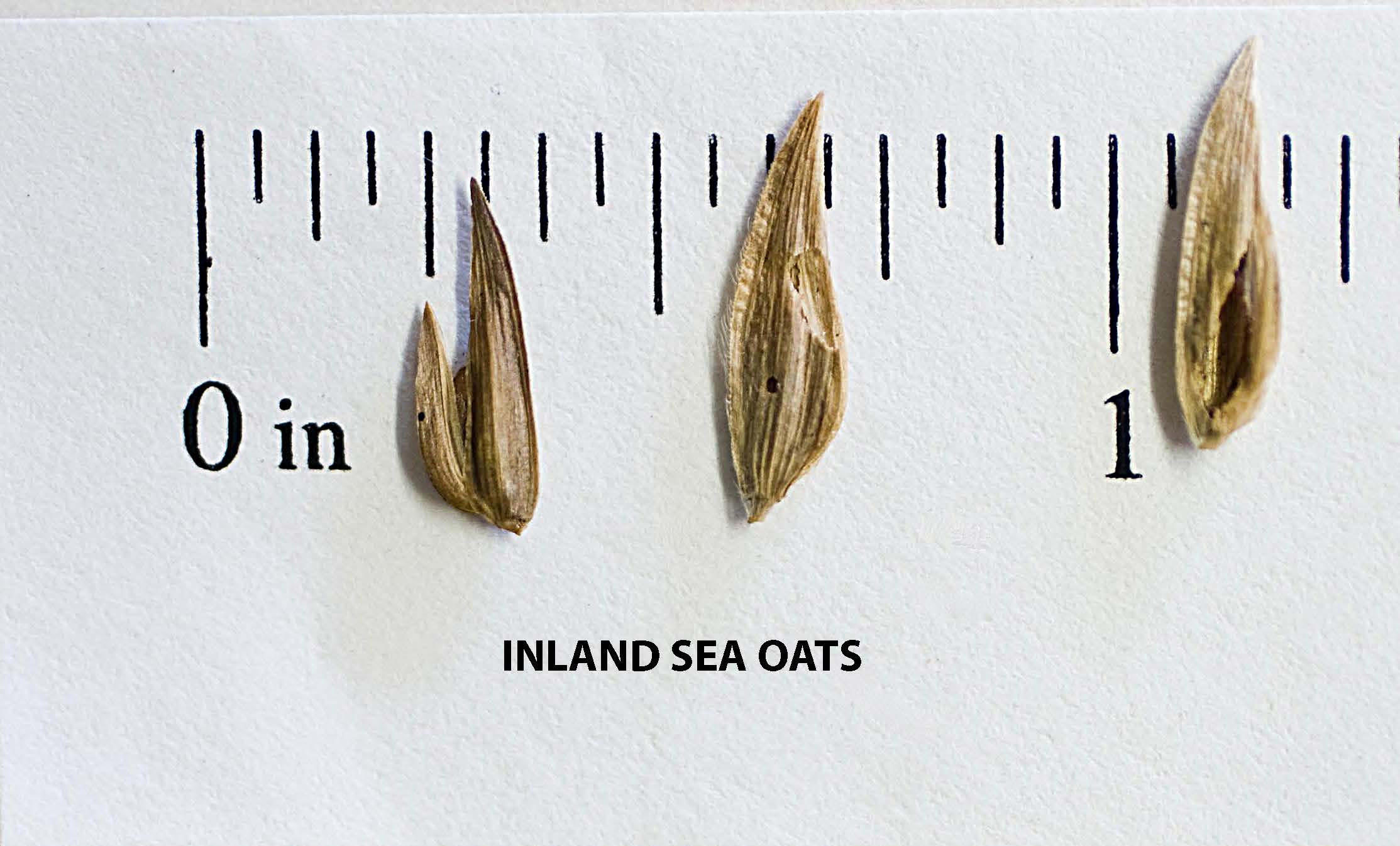 turnerseed: Inland Sea Oats - Native