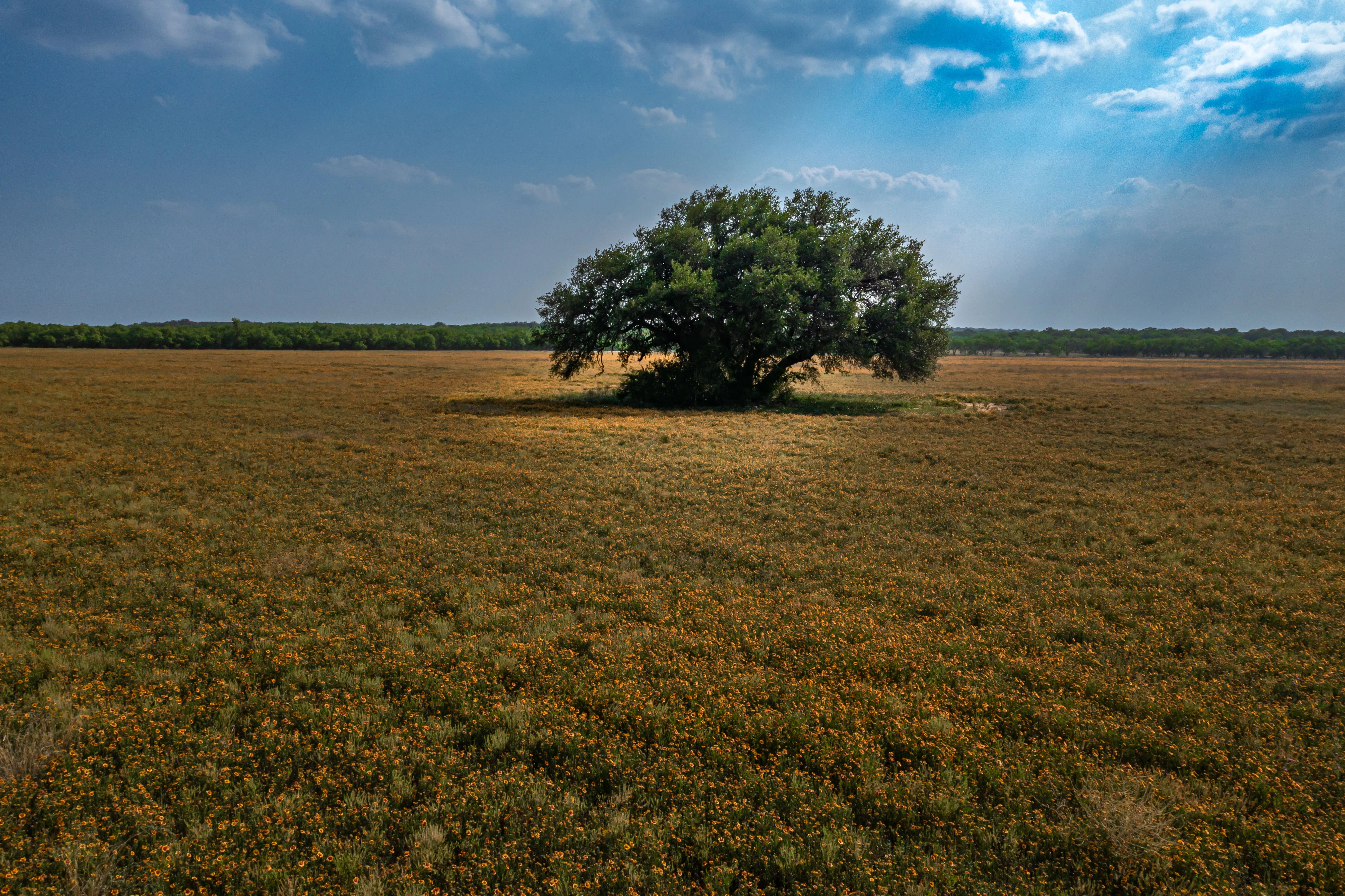 turnerseed