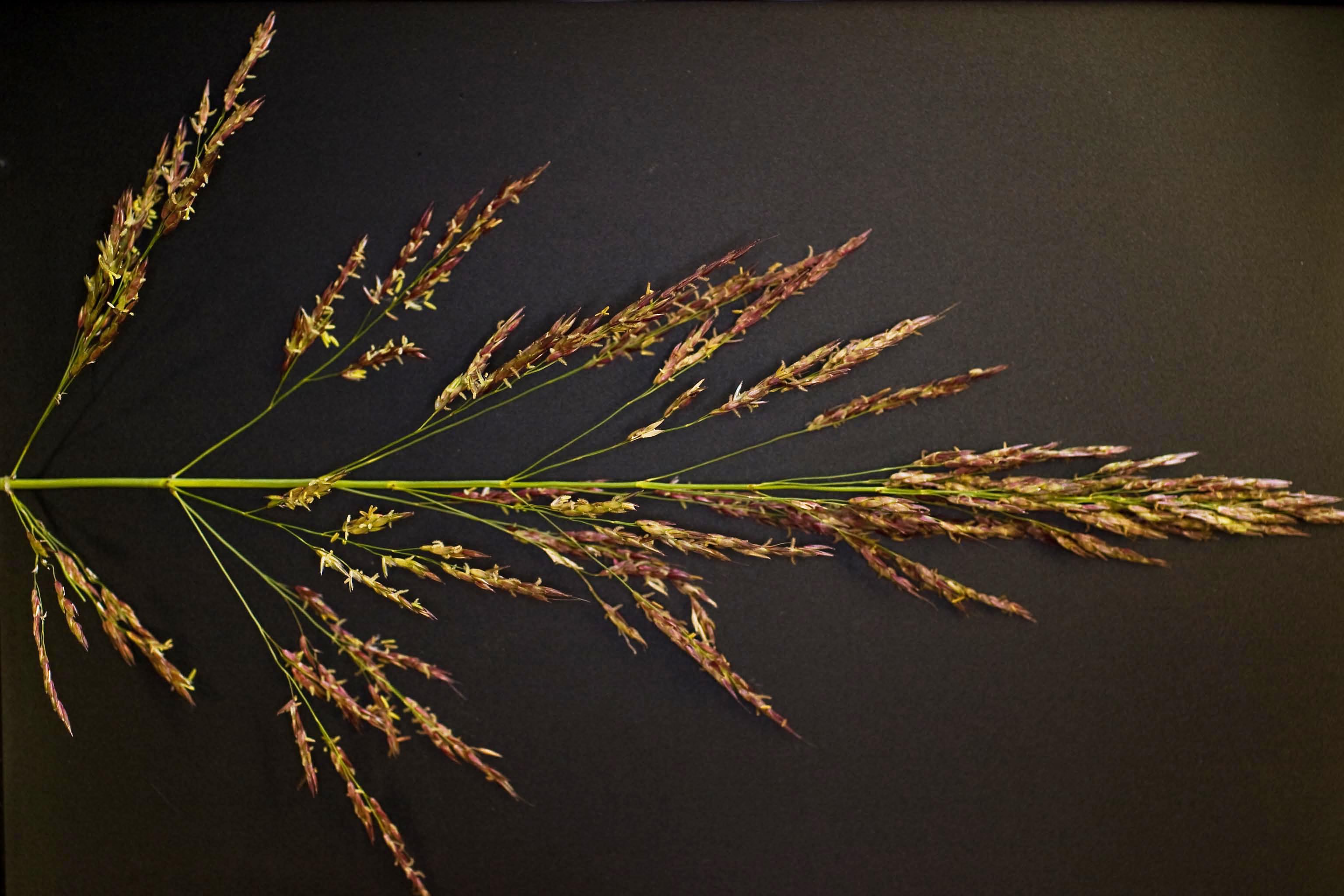 Johnson Grass Seed Head