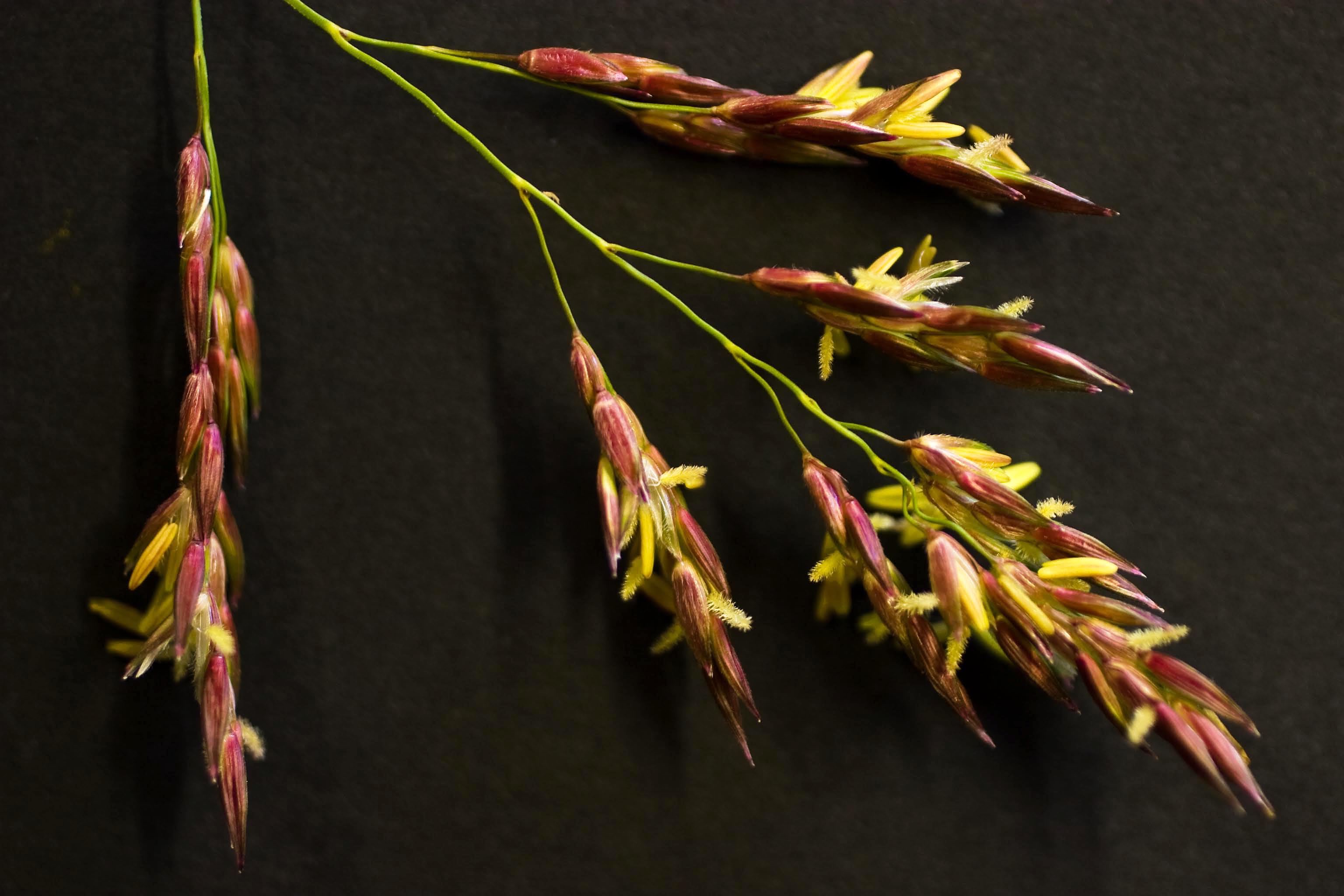Johnson Grass Seed Head