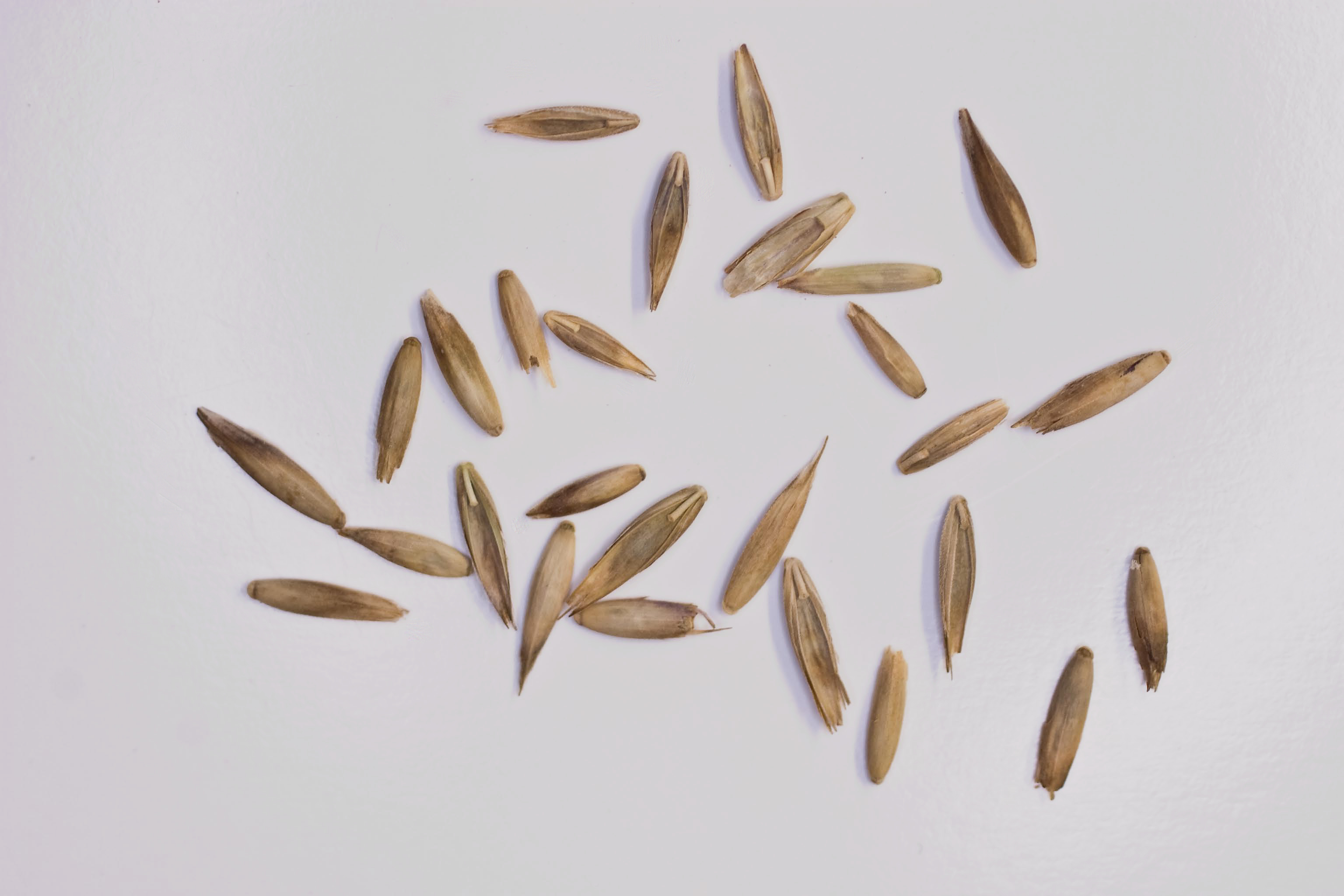 turnerseed: Tall Fescue - Kentucky 31