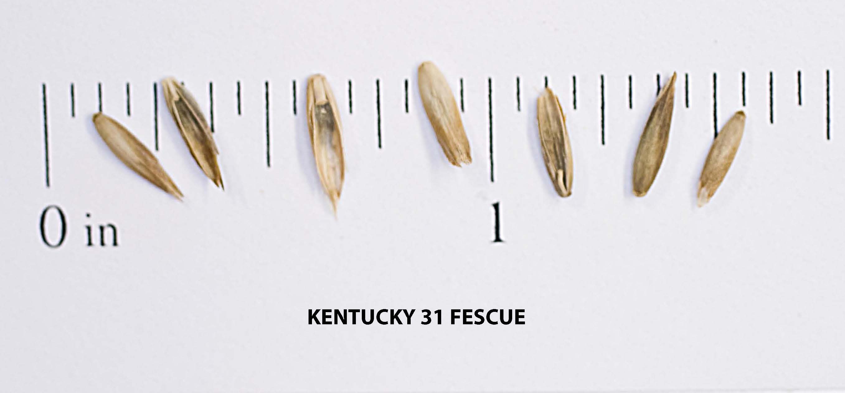 turnerseed: Tall Fescue - Kentucky 31
