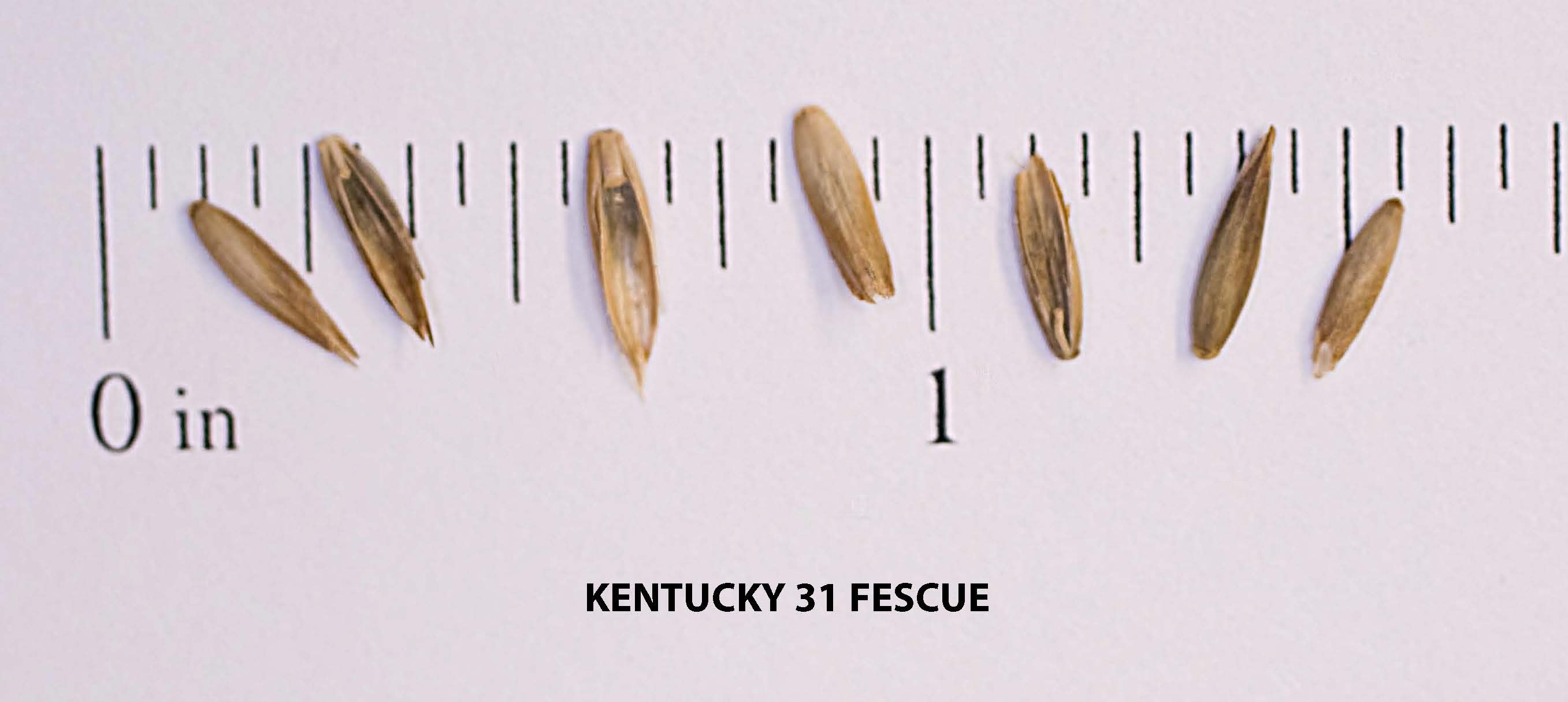 turnerseed: Tall Fescue - Kentucky 31