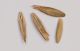 turnerseed: Tall Fescue - Kentucky 31