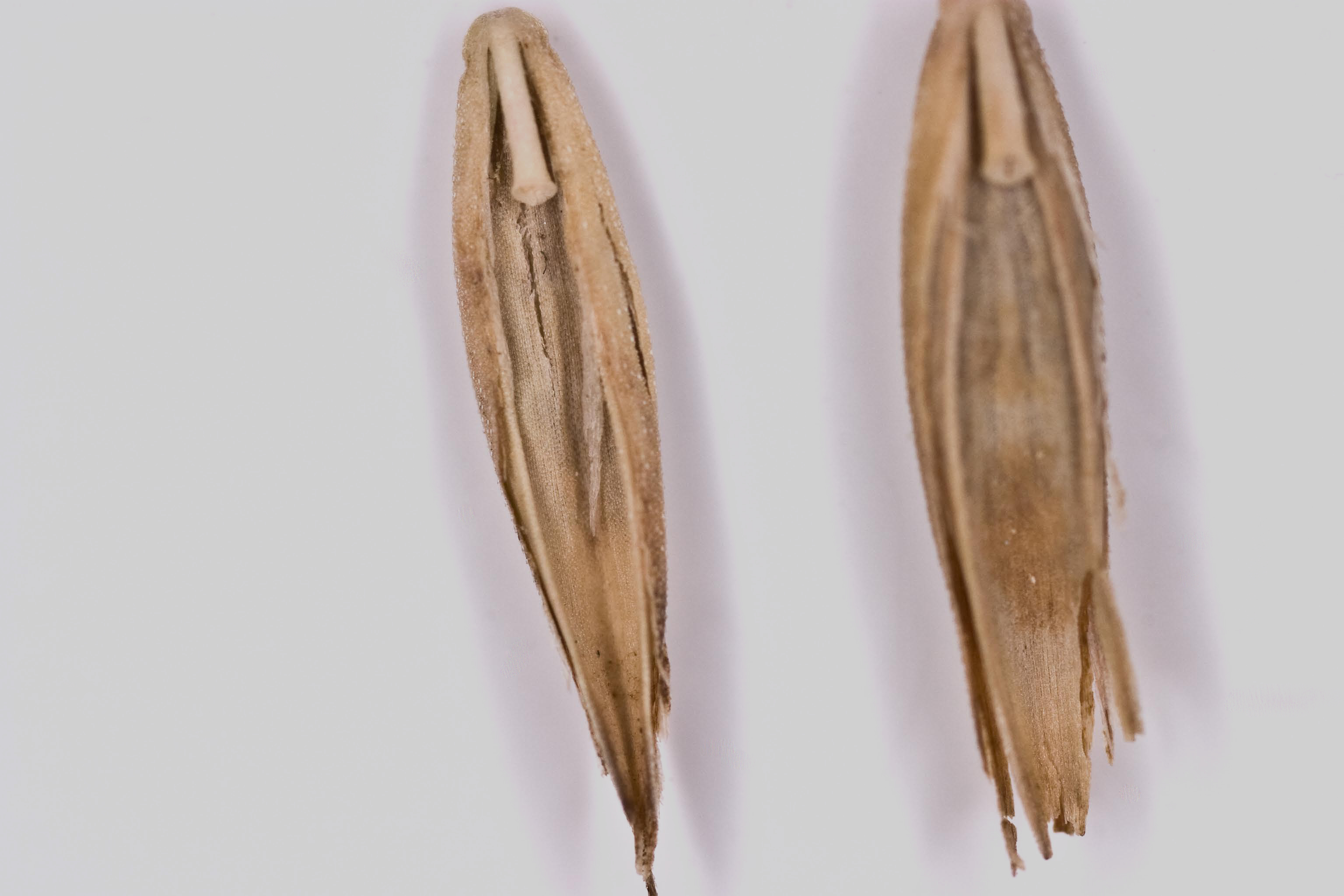 turnerseed: Tall Fescue - Kentucky 31