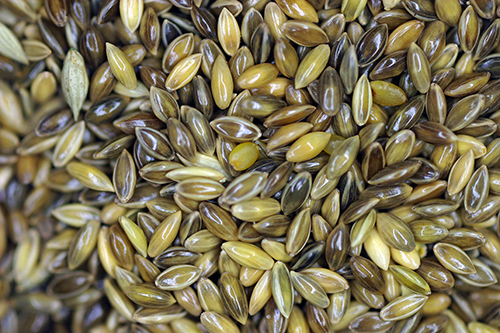 turnerseed: Kleingrass - Selection 75