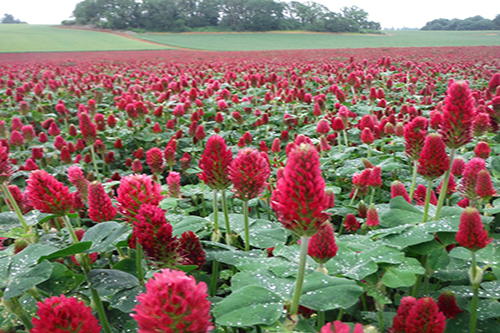 turnerseed: Crimson Clover - Kentucky Pride