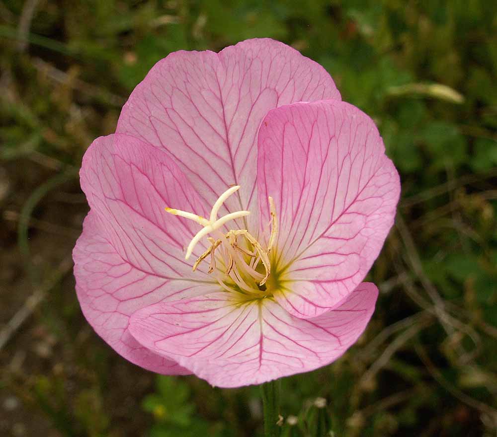 Evening Primrose