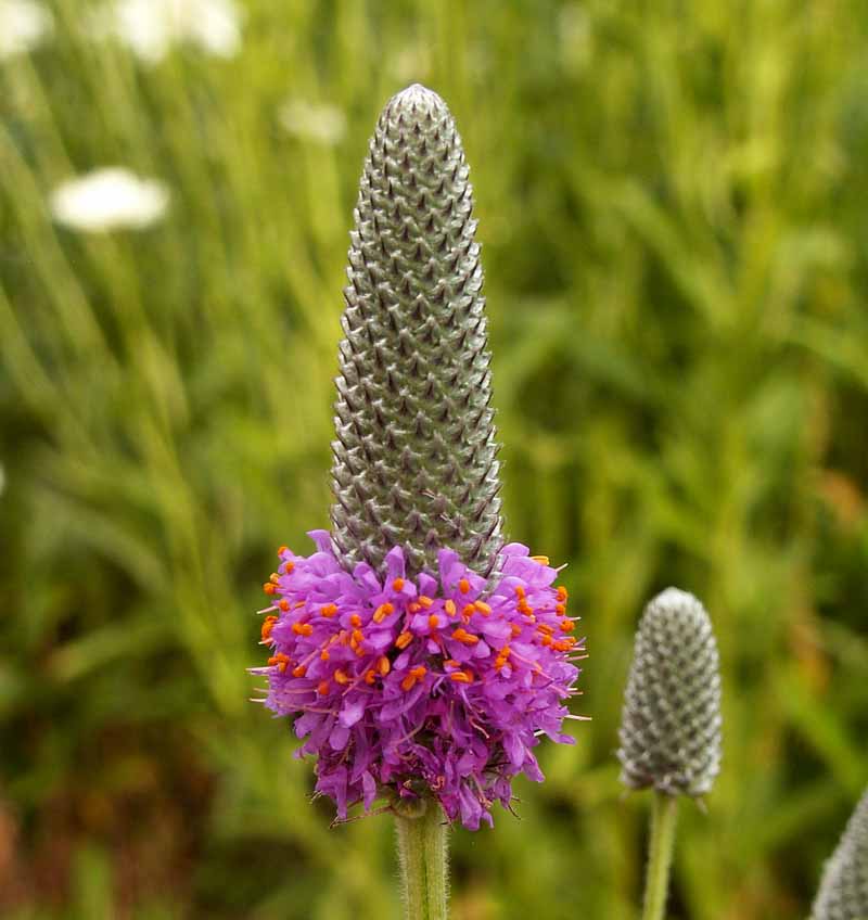 Purple Prairie Clover