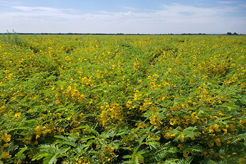 turnerseed: Wildlife Seed