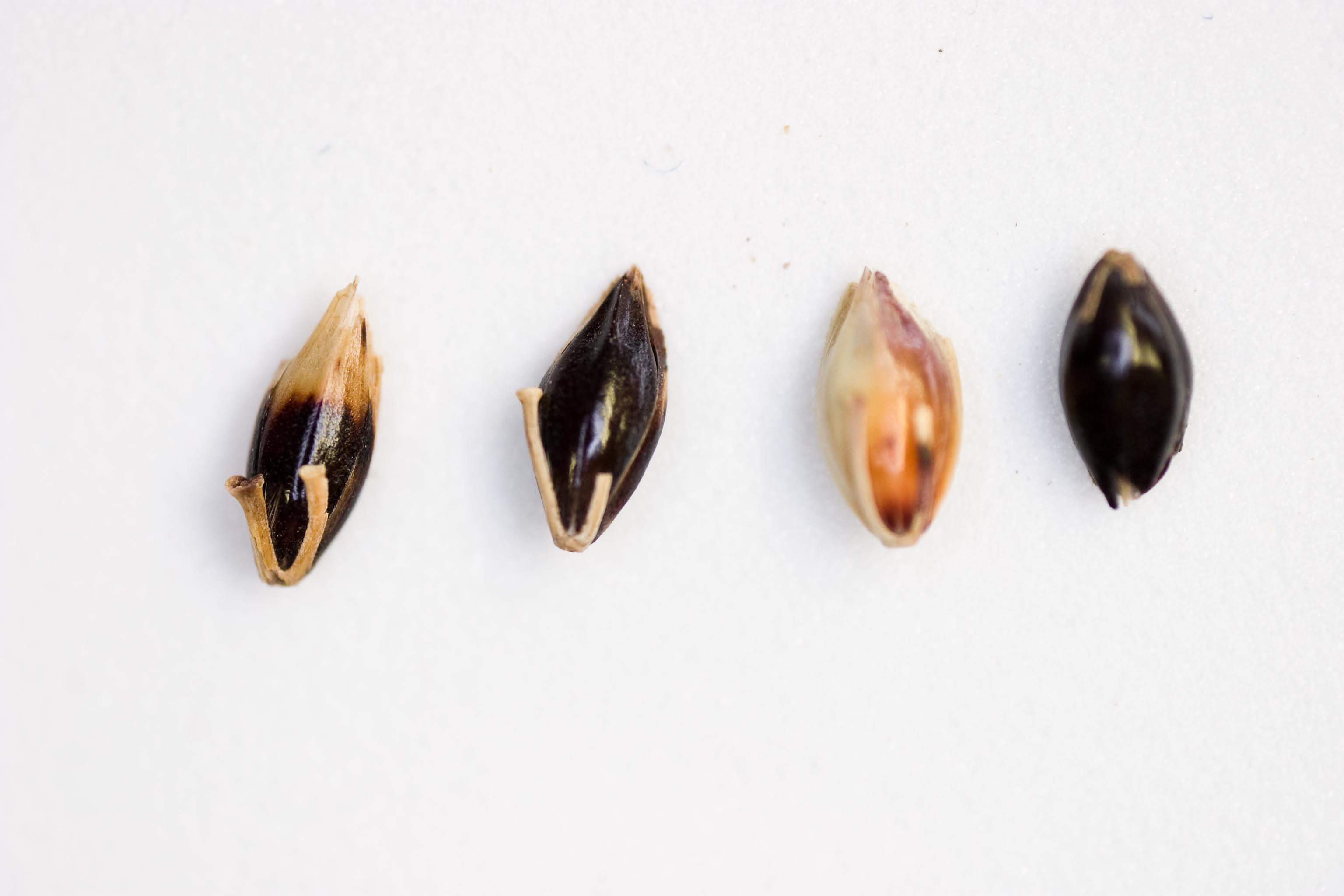 turnerseed: Sorghum Almum - VNS