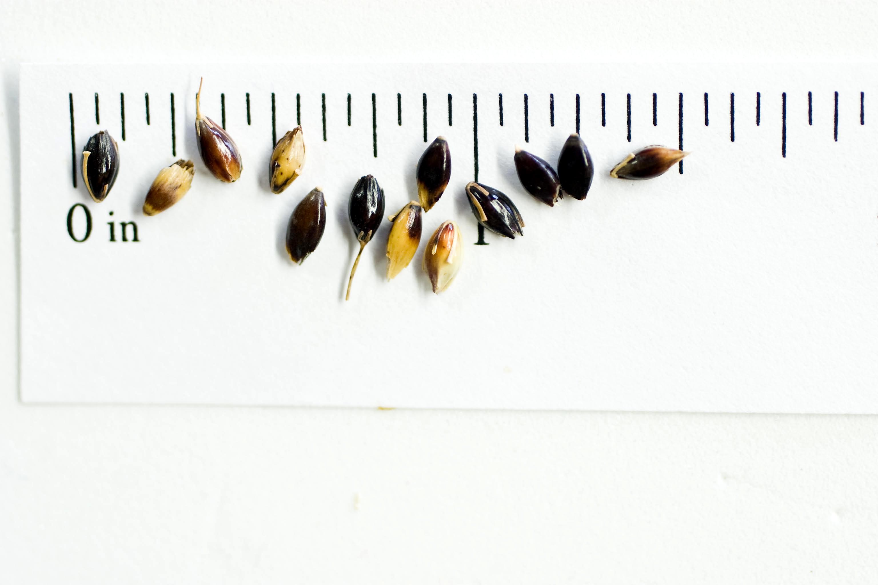 turnerseed: Sorghum Almum - VNS