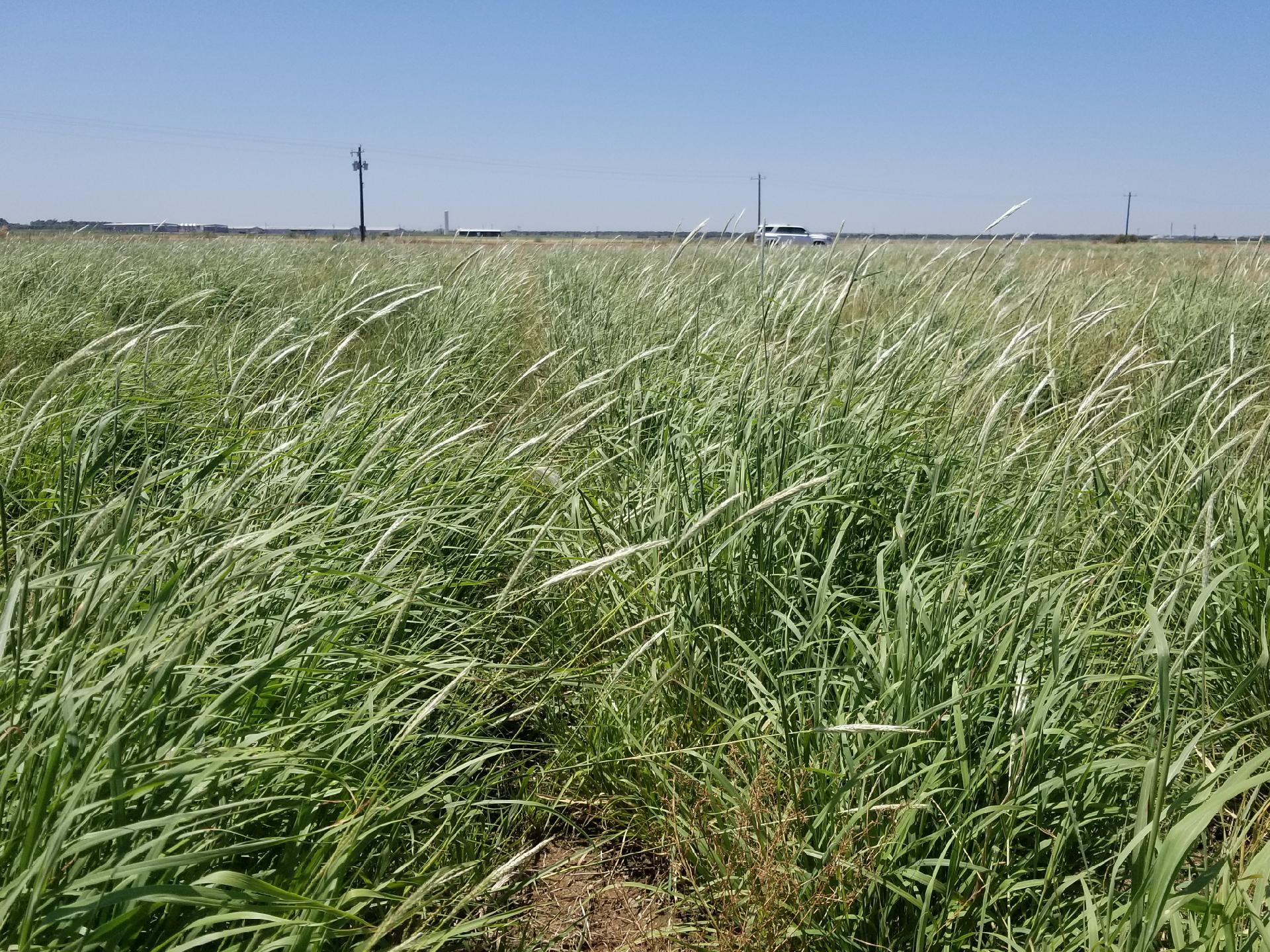 turnerseed: Silver Bluestem - Santiago Germplasm