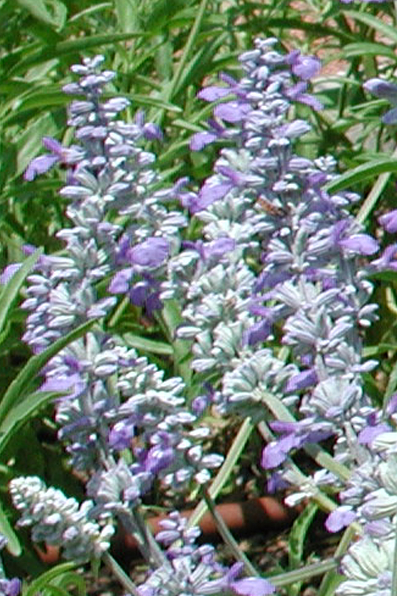 turnerseed: Mealy Blue Sage - Native