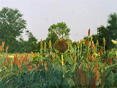 turnerseed: Spring Dove Mix