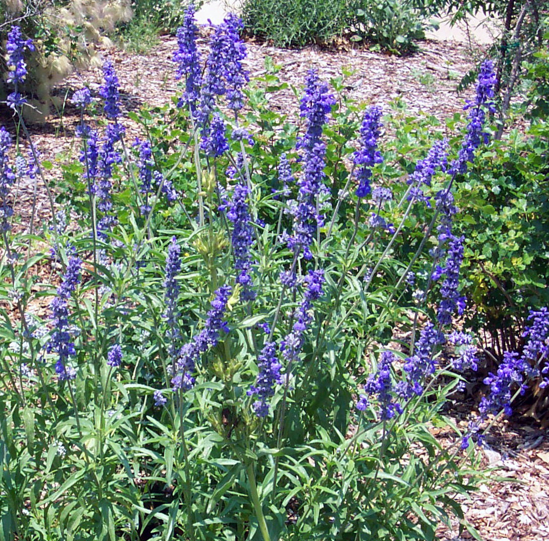 turnerseed: Mealy Blue Sage - Native