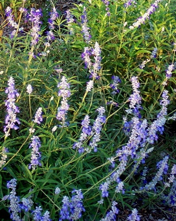 turnerseed: Mealy Blue Sage - Salvia farinacea