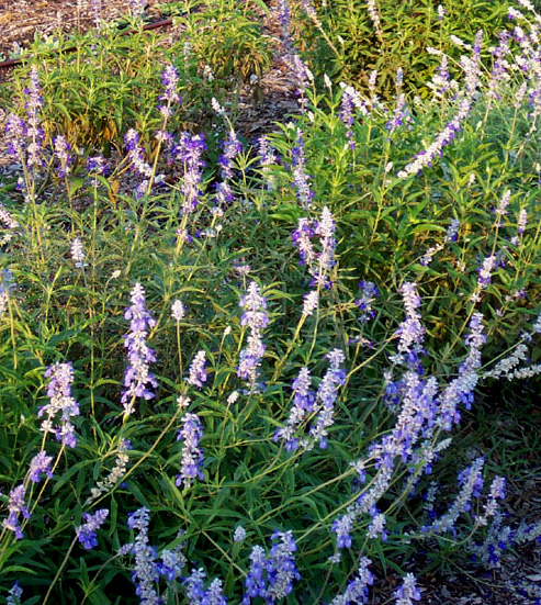 turnerseed: Mealy Blue Sage - Native