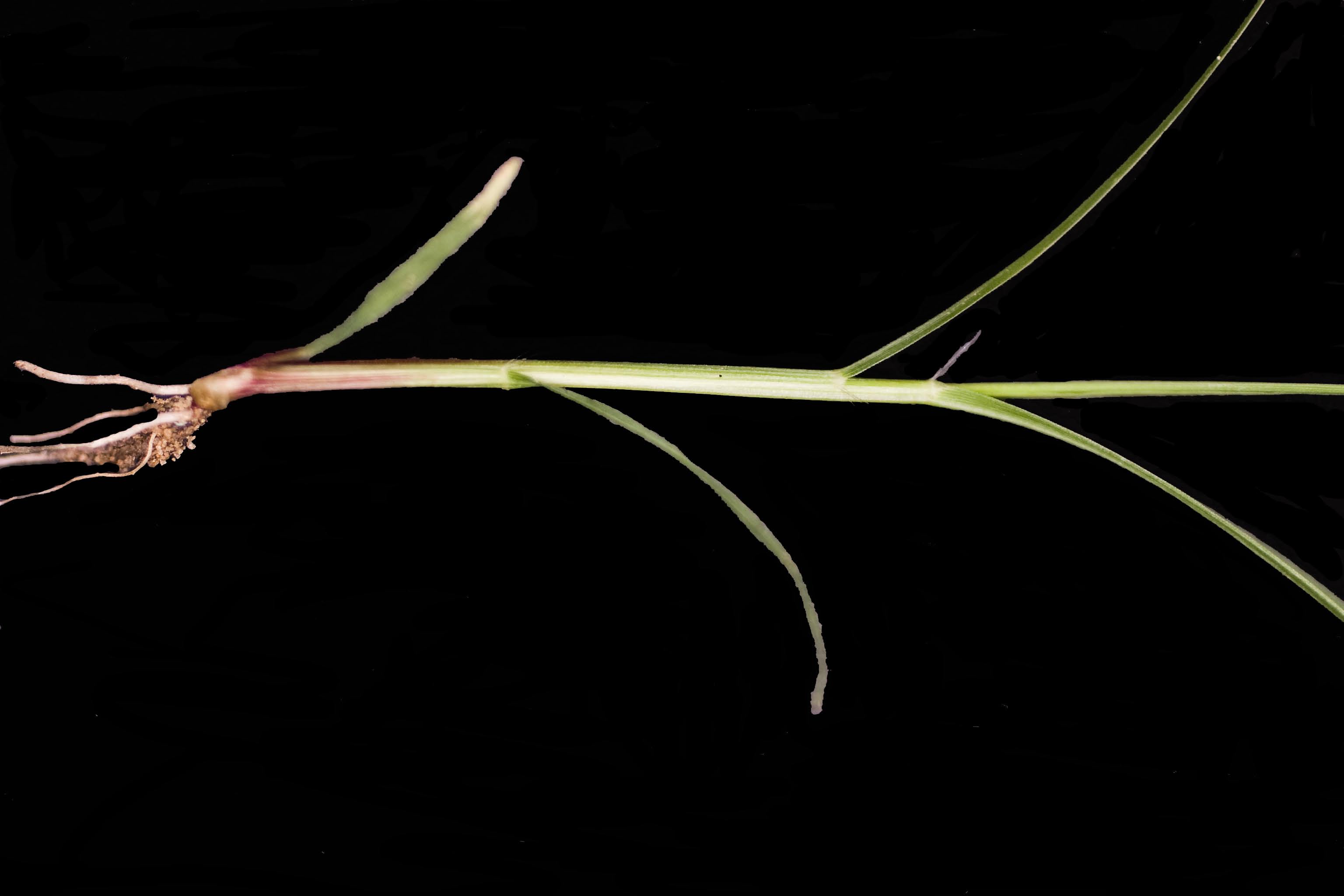 turnerseed: Teff Lovegrass - VNS