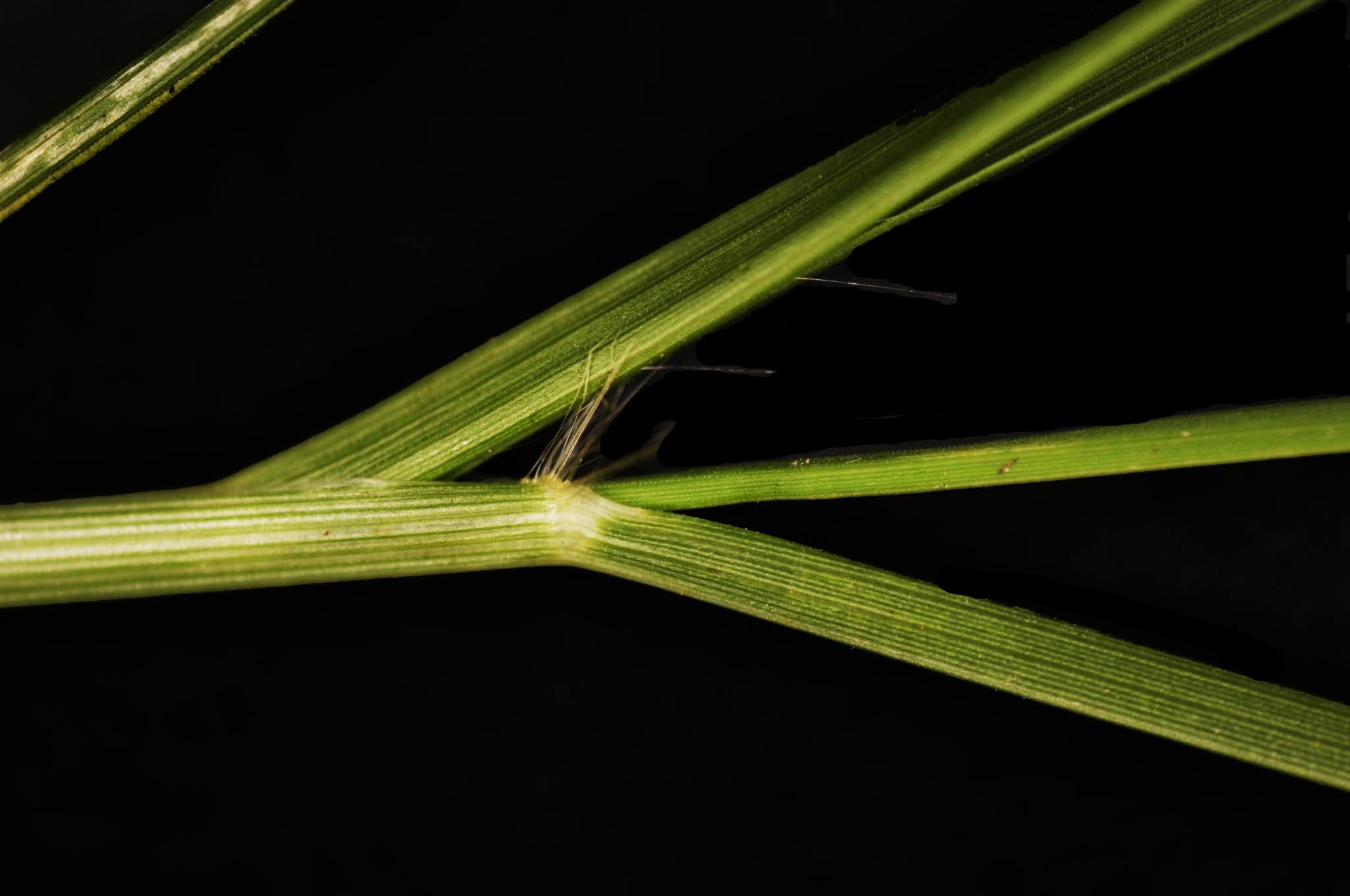 turnerseed: Teff Lovegrass - VNS