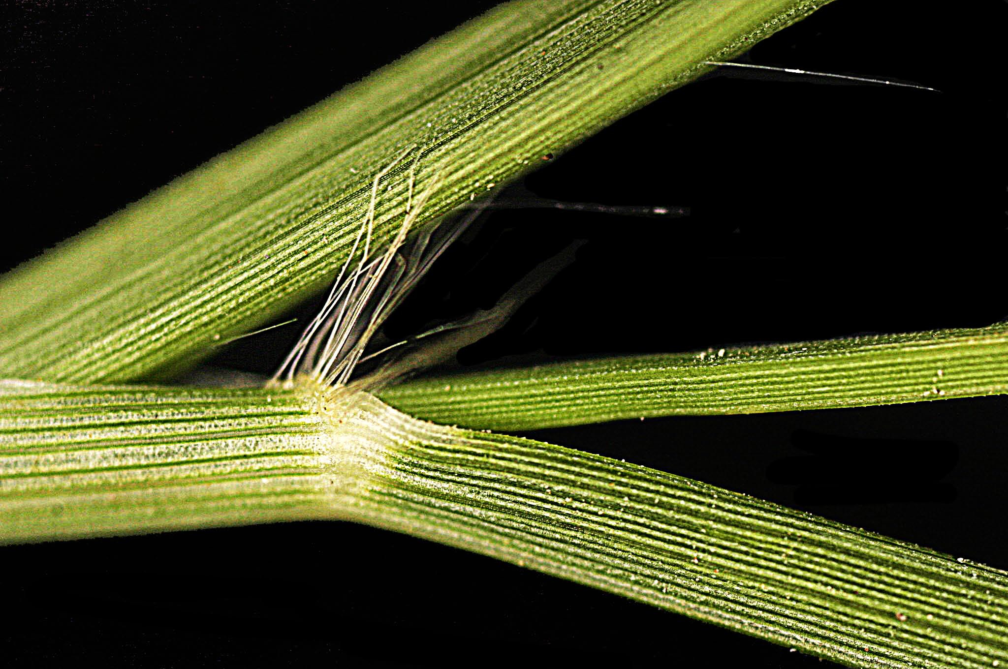turnerseed: Teff Lovegrass - VNS