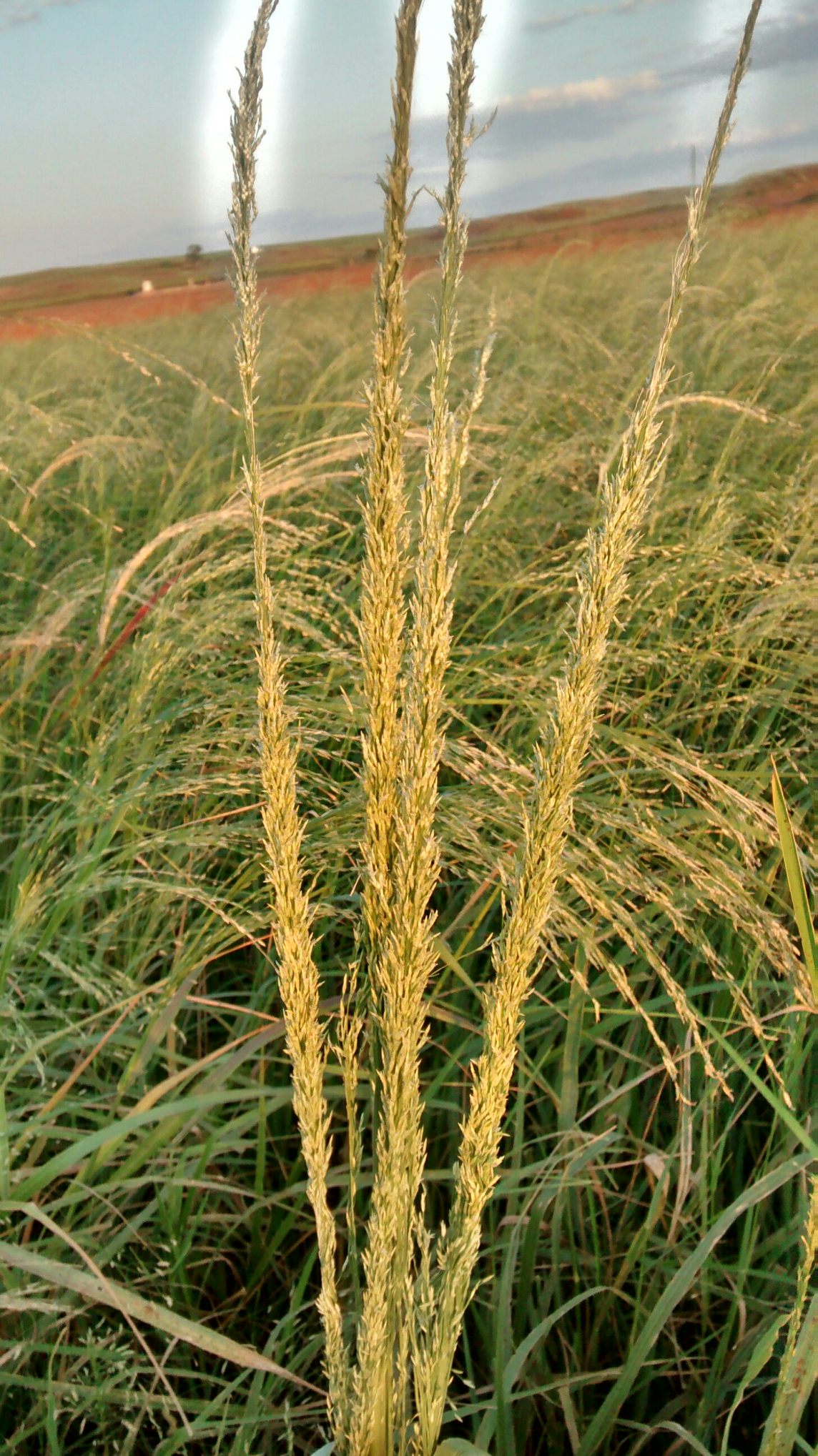 turnerseed: Teff Lovegrass - VNS