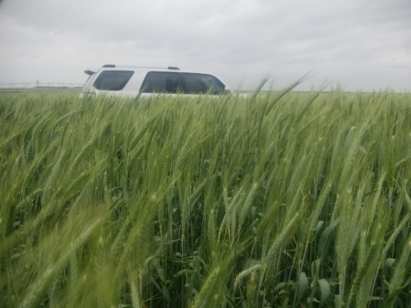 turnerseed: Triticale - Hustler