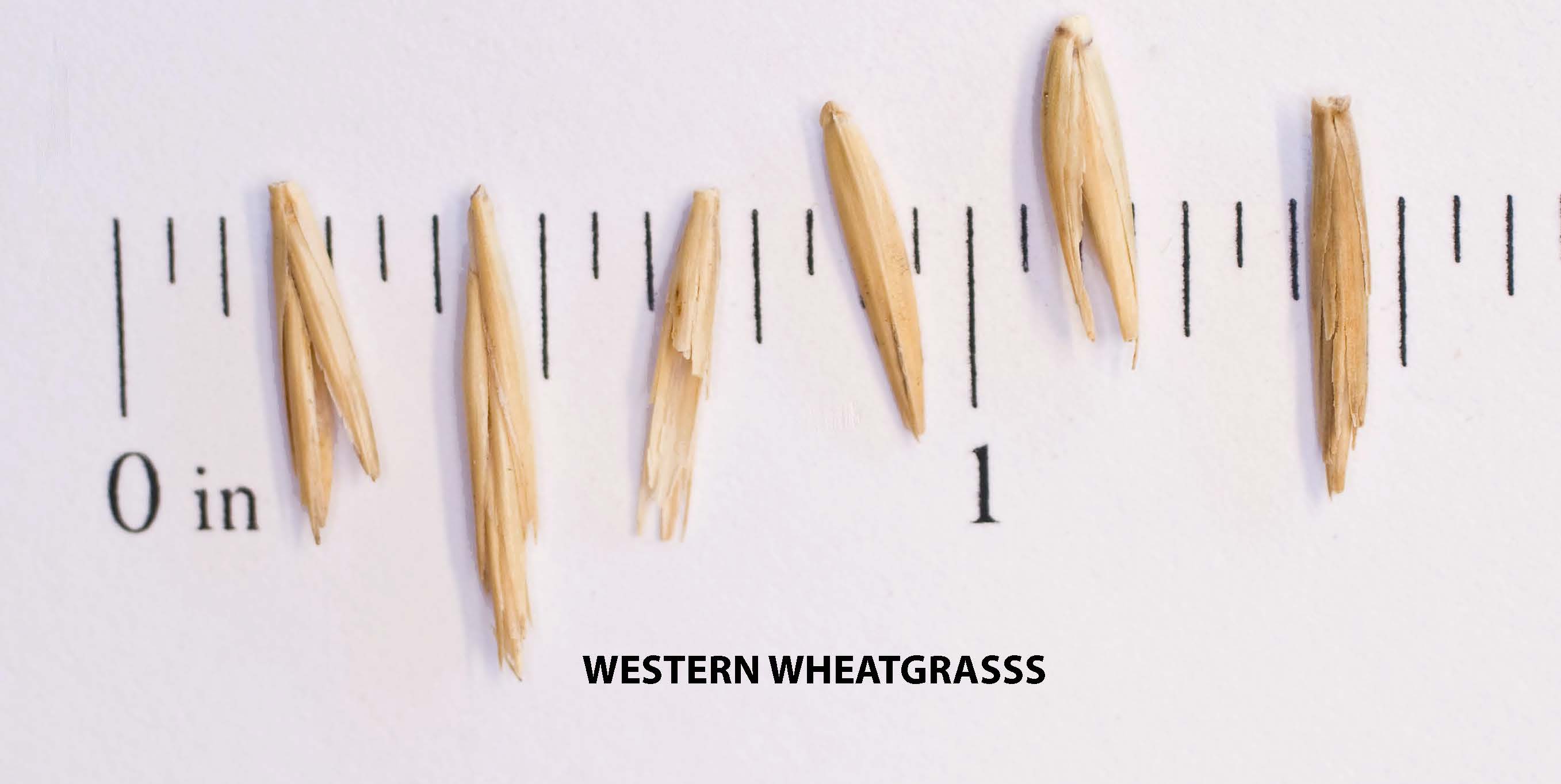 turnerseed: Western Wheatgrass