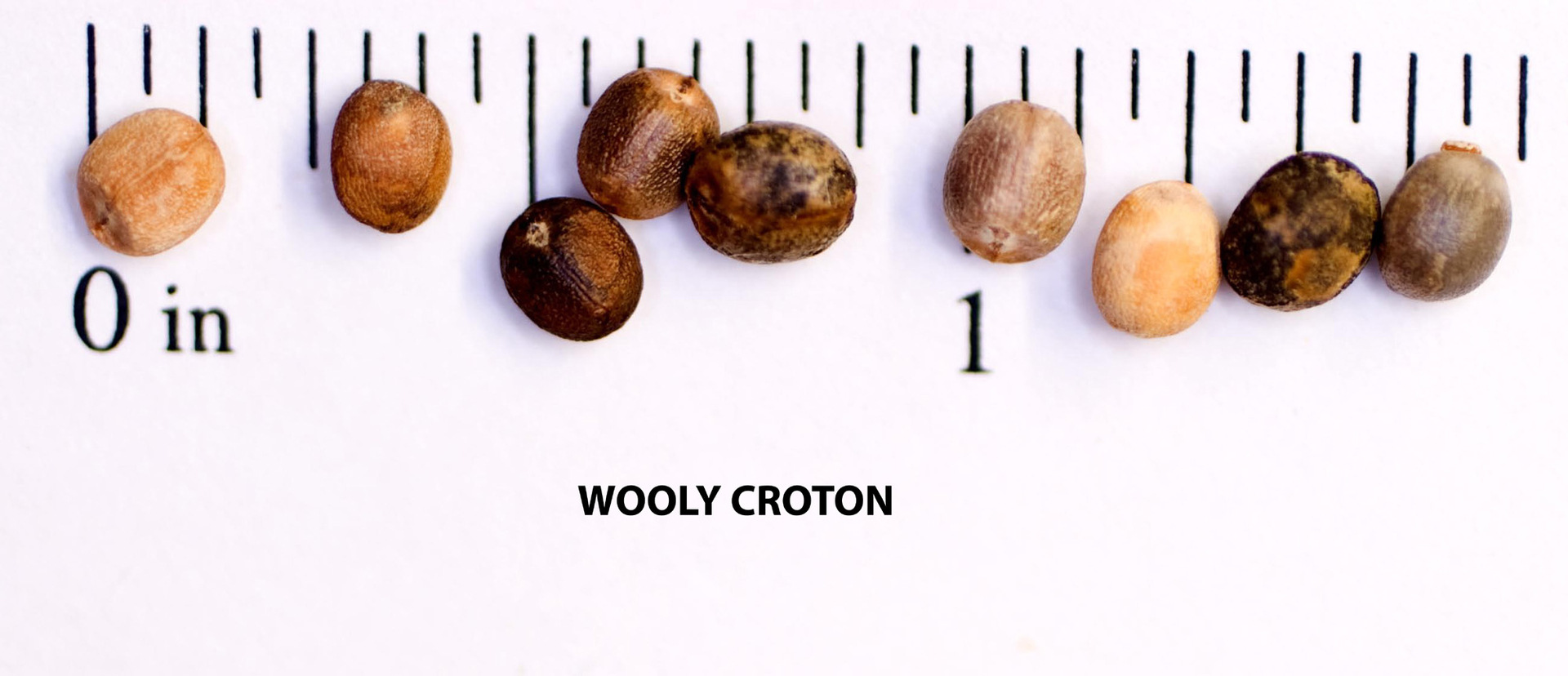 Croton Seeds