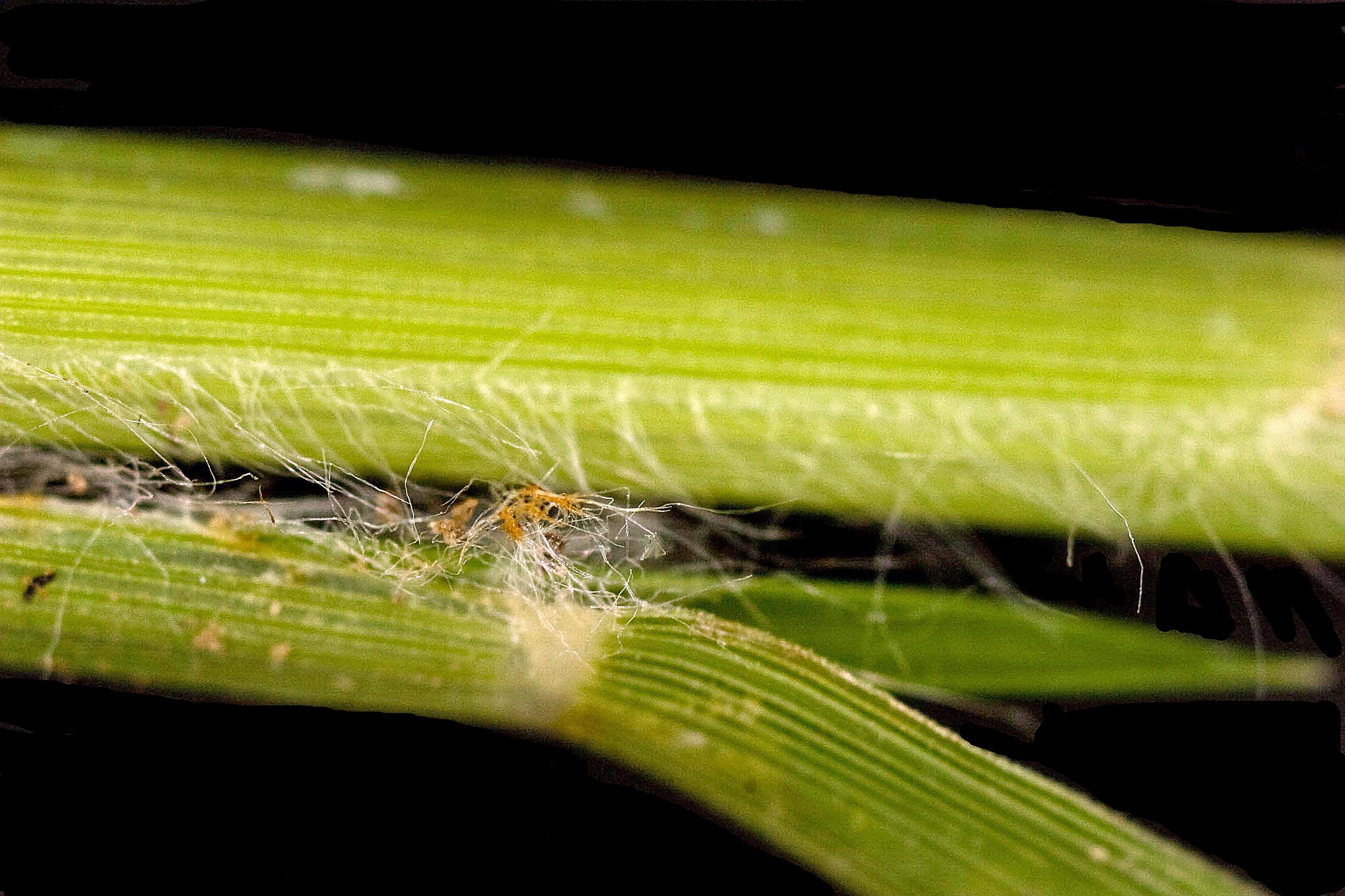 turnerseed: Wilman Lovegrass - VNS