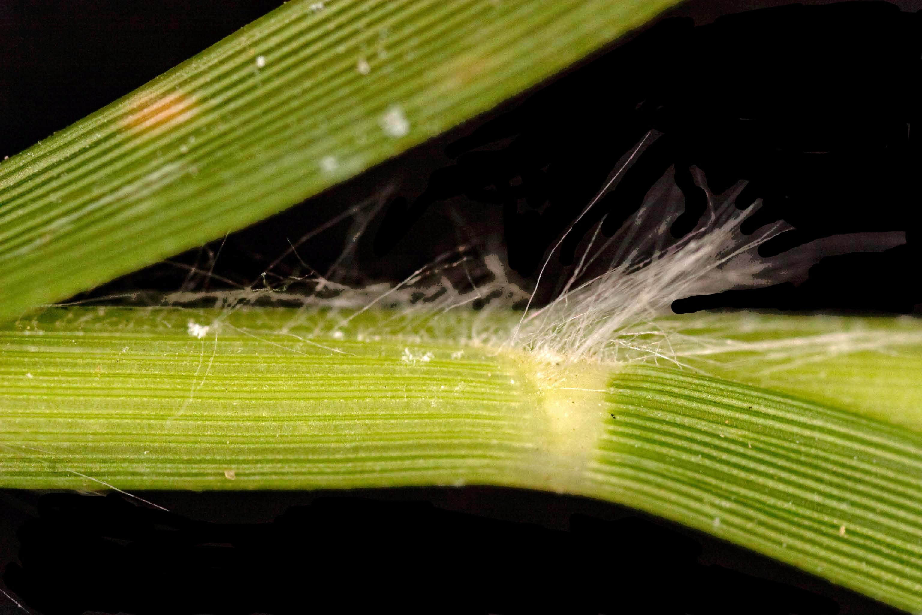 turnerseed: Wilman Lovegrass - VNS