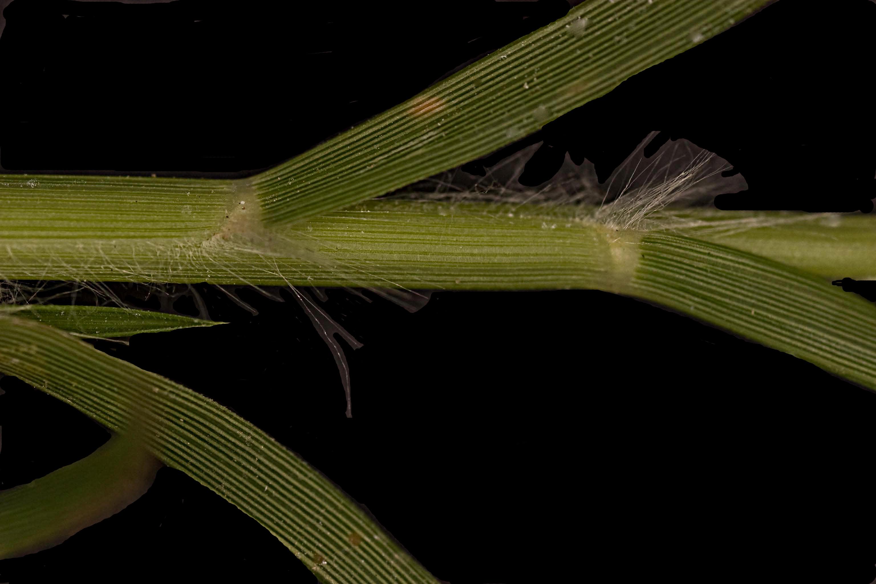 turnerseed: Wilman Lovegrass - VNS