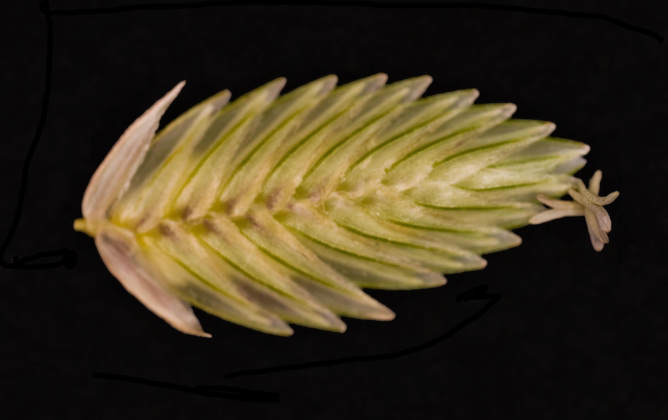 turnerseed: Wilman Lovegrass - VNS