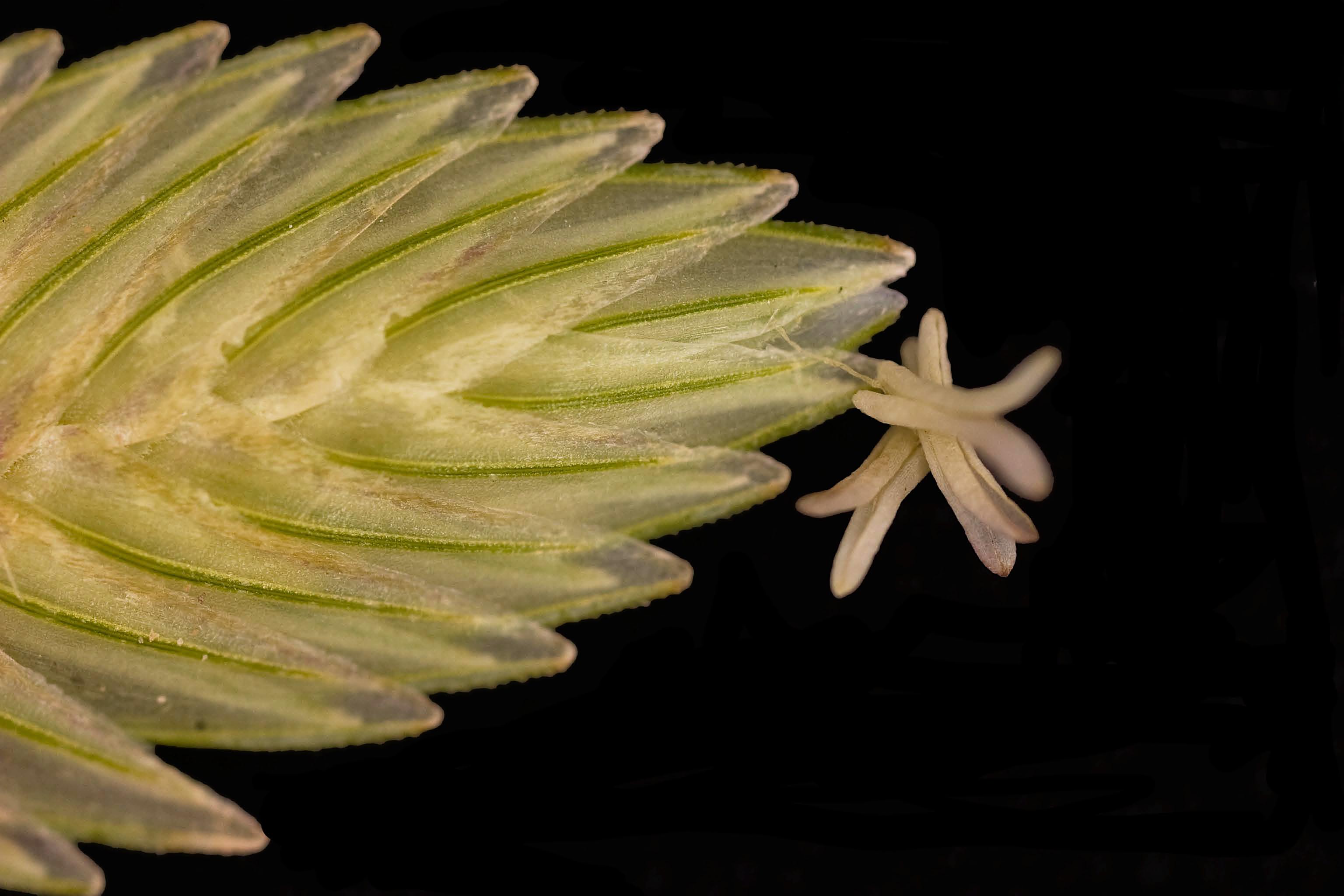 turnerseed: Wilman Lovegrass - VNS