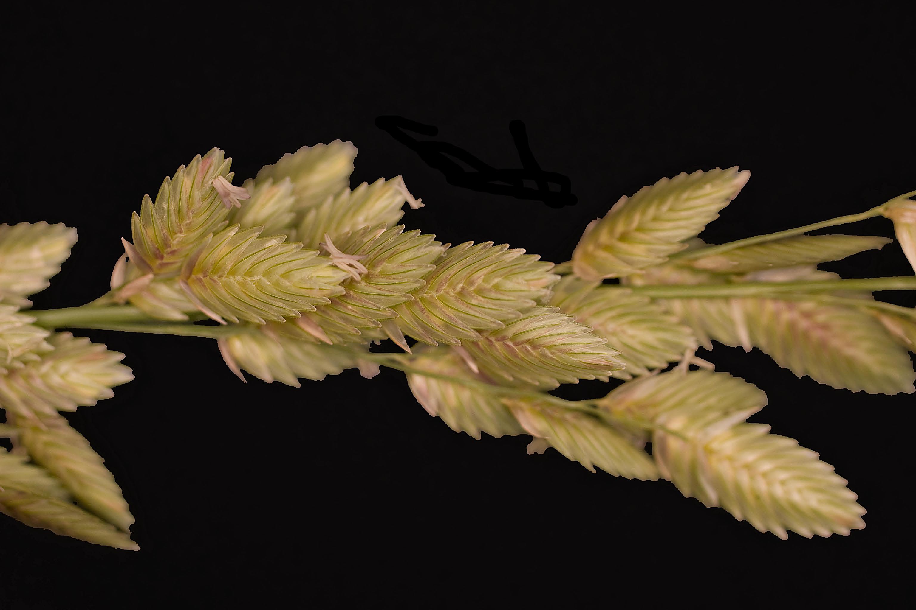 turnerseed: Wilman Lovegrass - VNS