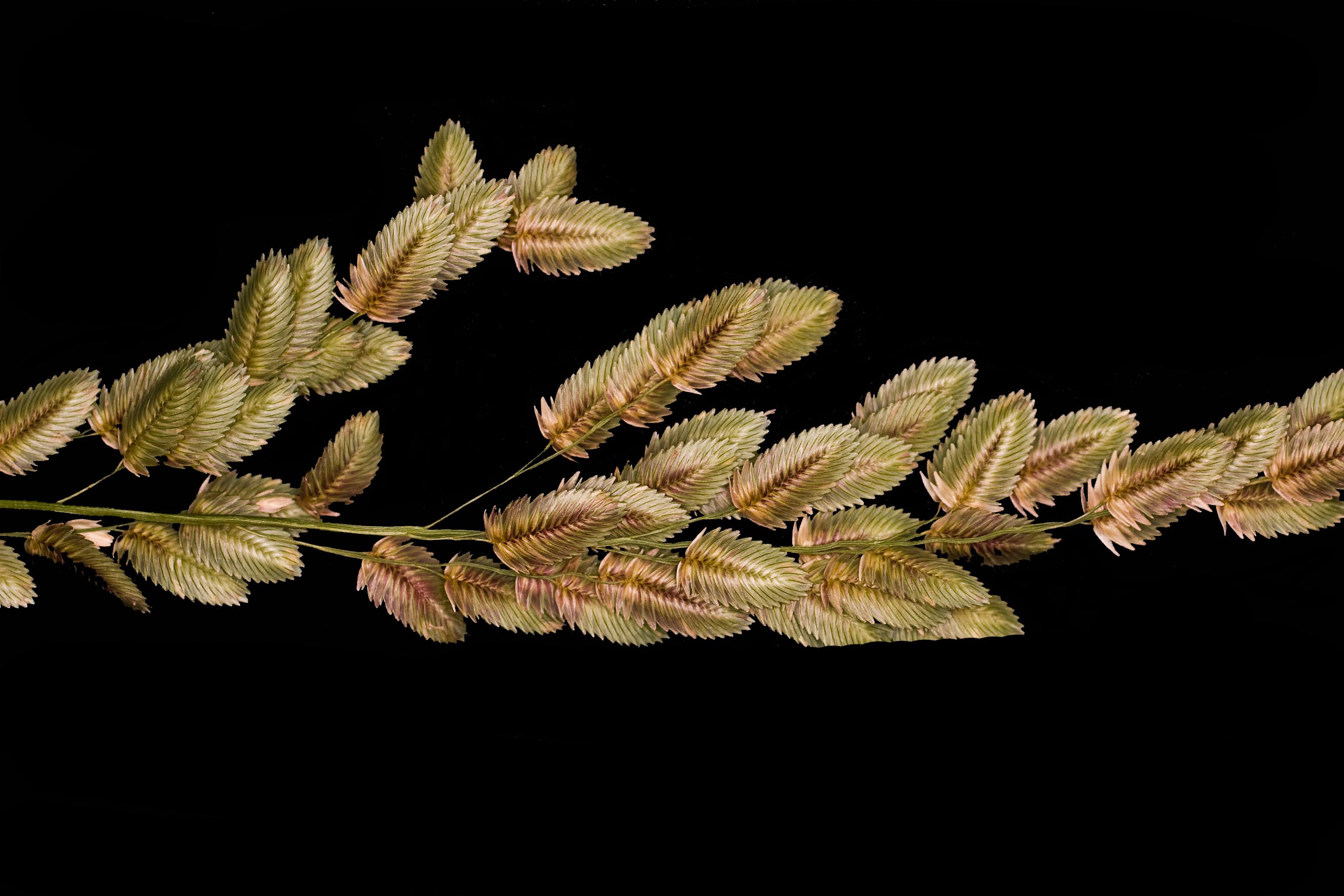 turnerseed: Wilman Lovegrass - VNS