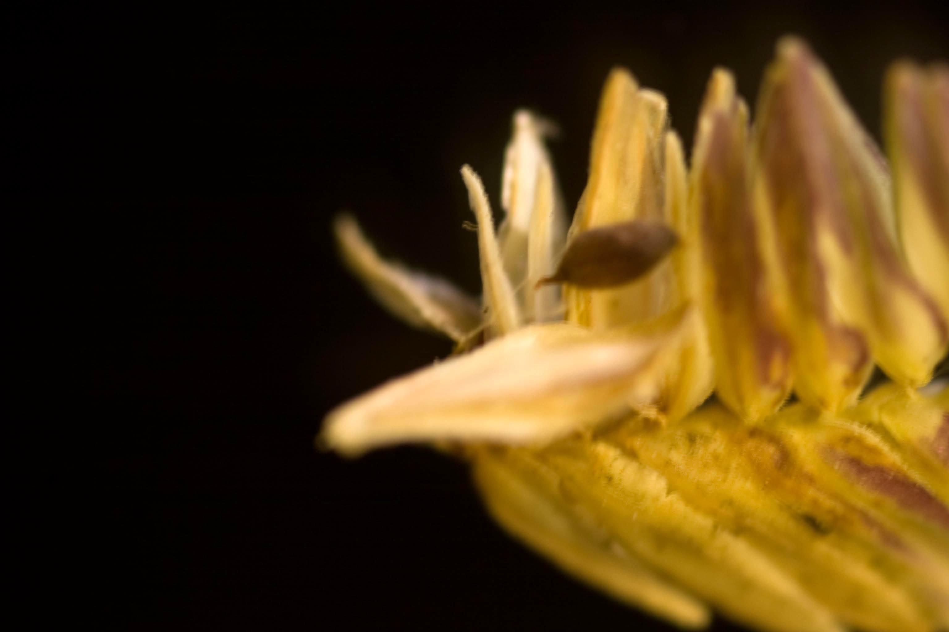 turnerseed: Wilman Lovegrass - VNS