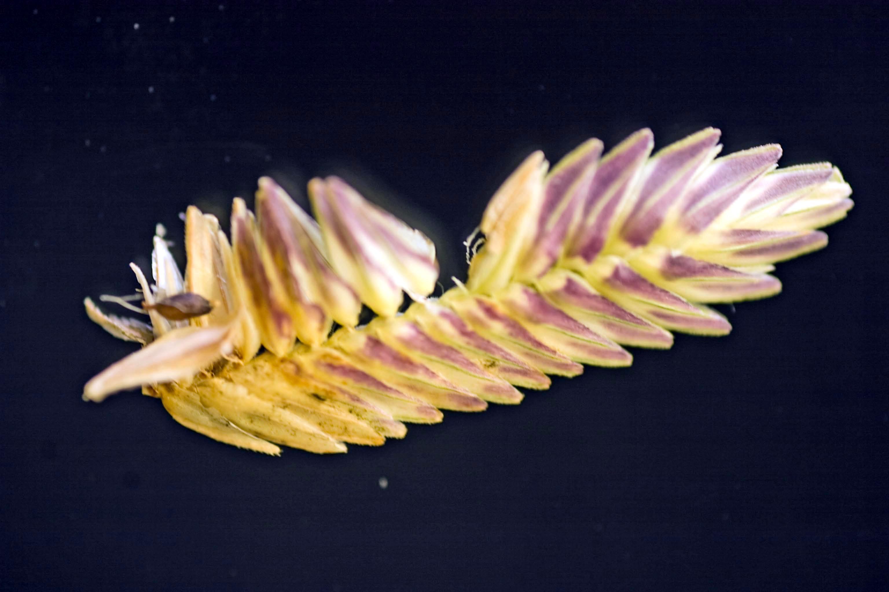 turnerseed: Wilman Lovegrass - VNS