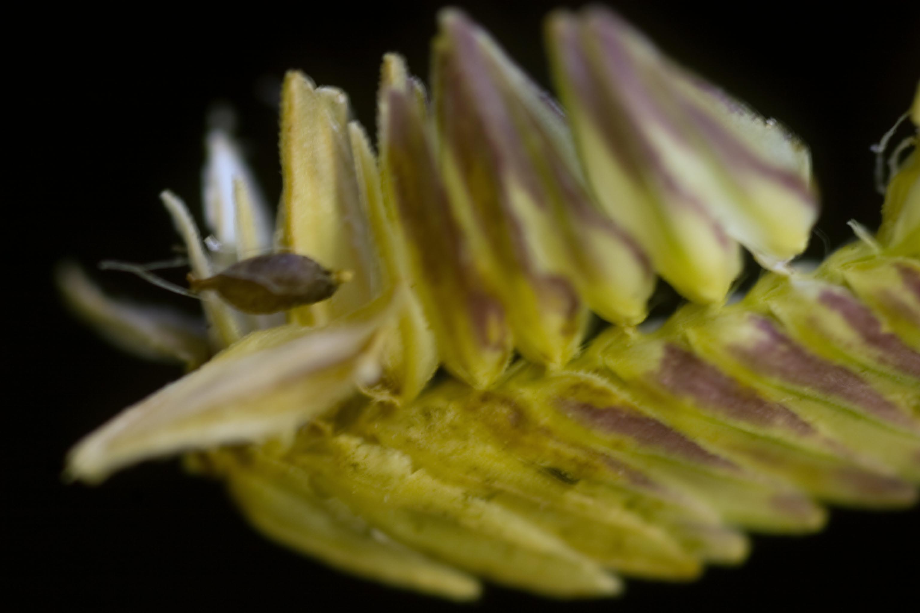 turnerseed: Wilman Lovegrass - VNS