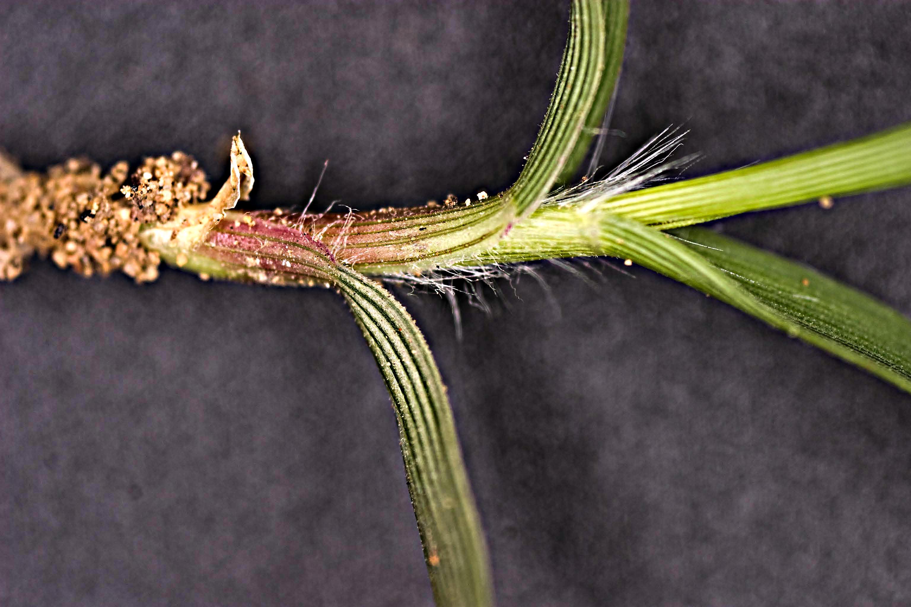 turnerseed: Wilman Lovegrass - VNS