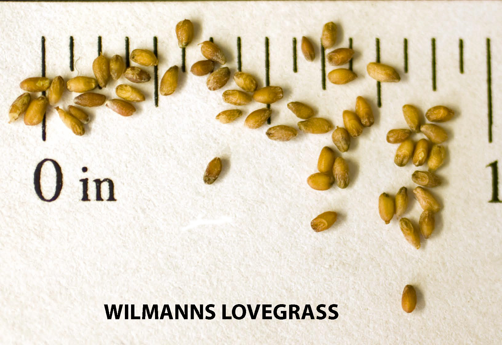 turnerseed: Wilman Lovegrass - VNS